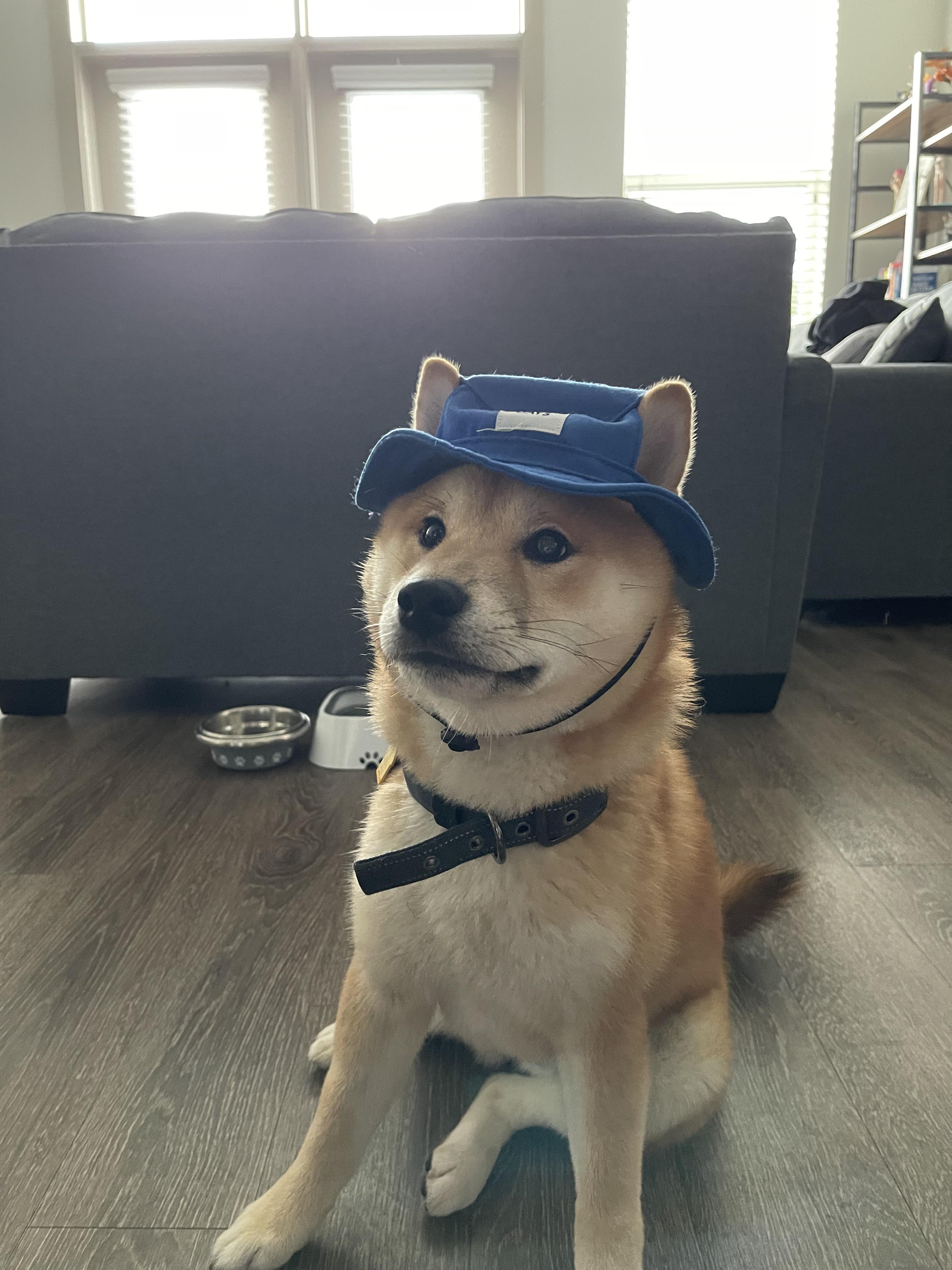 Summer ready shibe ☀️☀️ | Scrolller