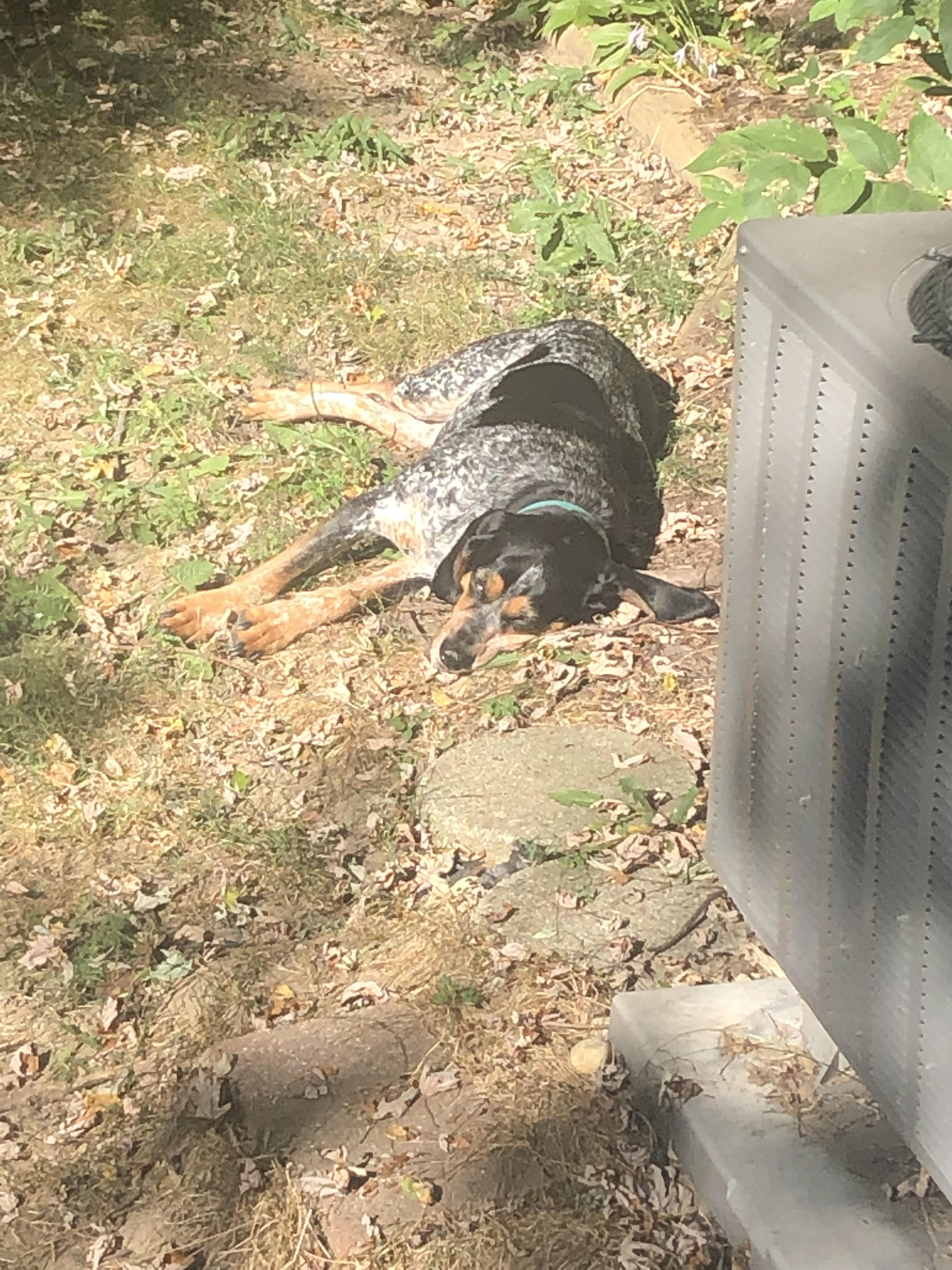 Sun hound | Scrolller