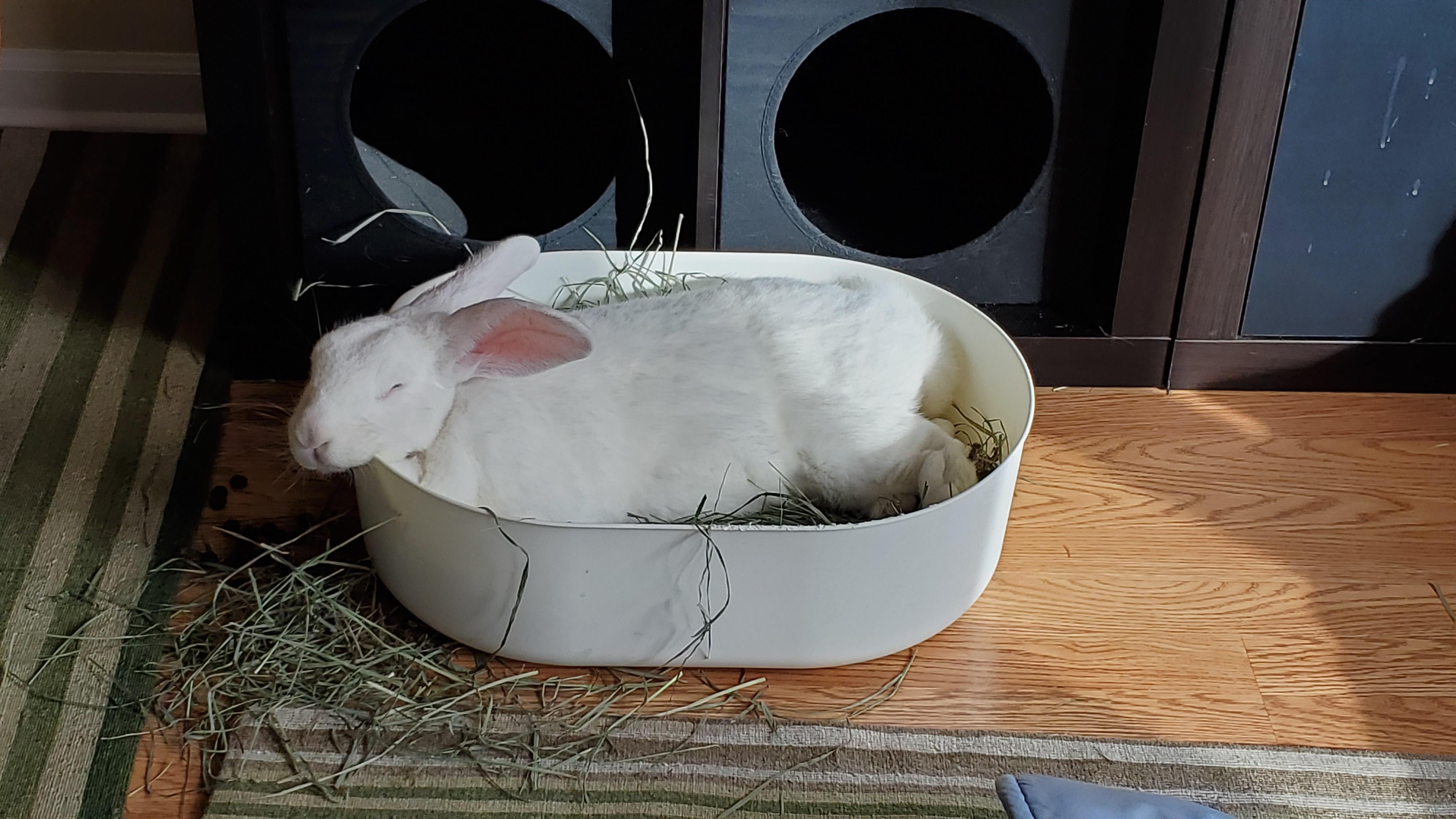 Sunbeam buncomfortable... | Scrolller