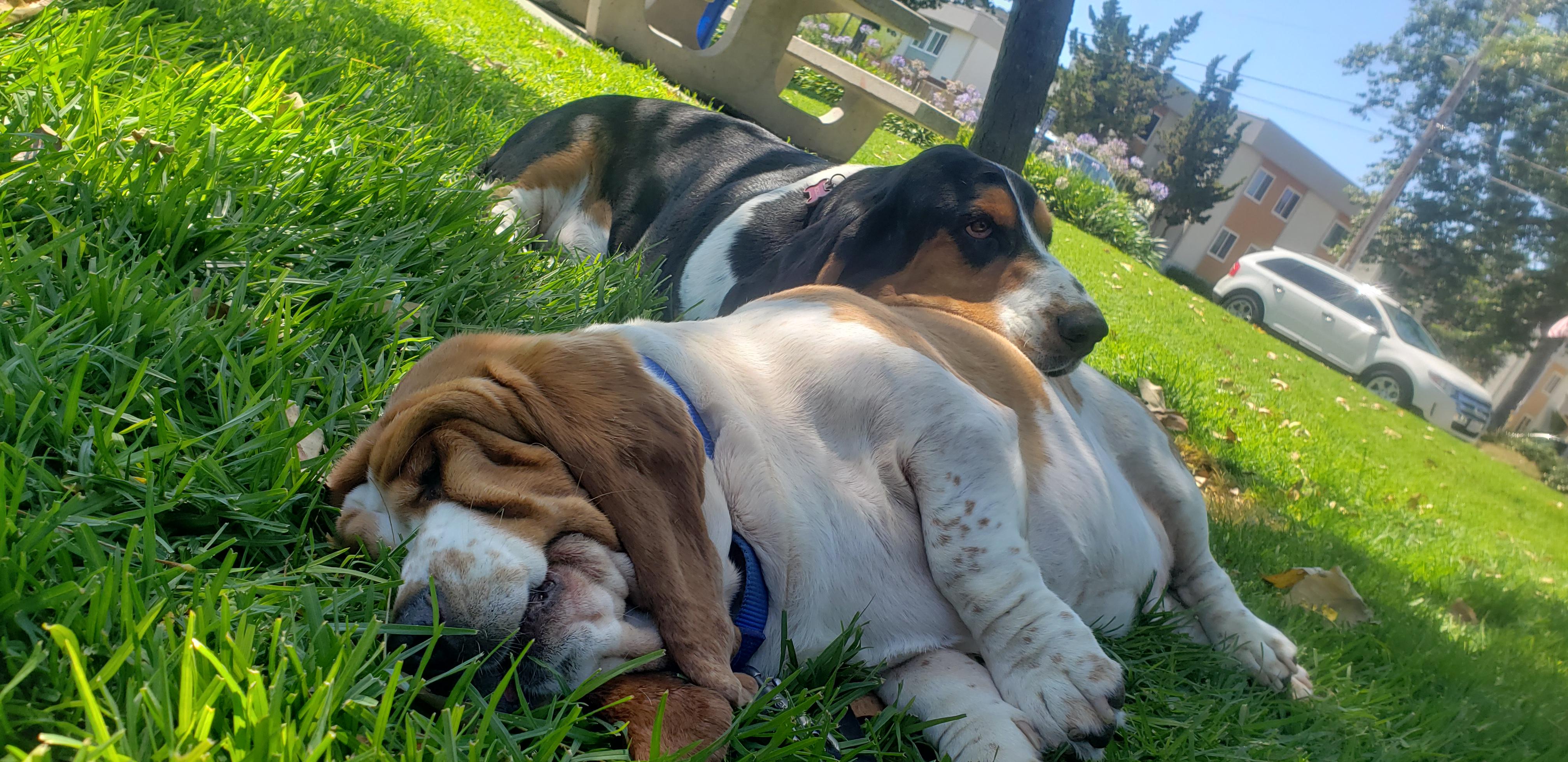 Sunday loafing | Scrolller