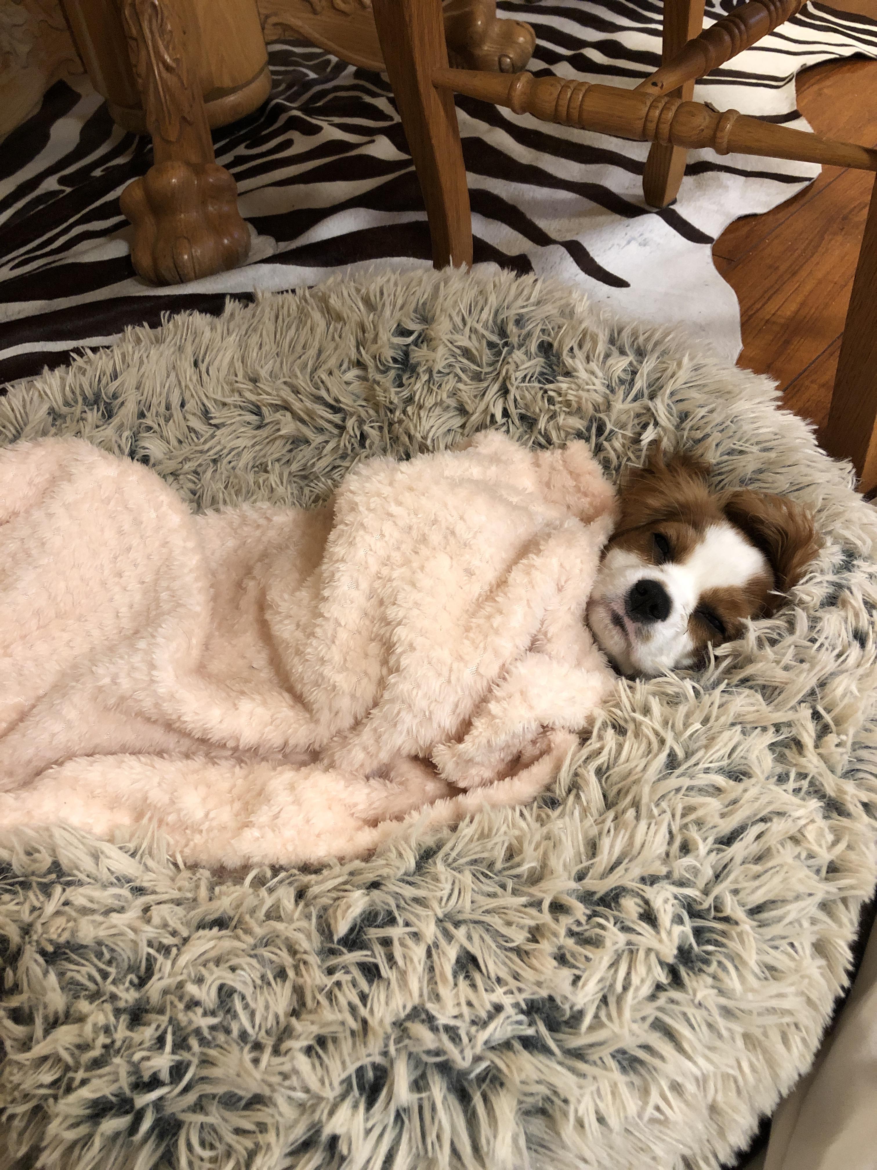 Sunday Scaries Scrolller