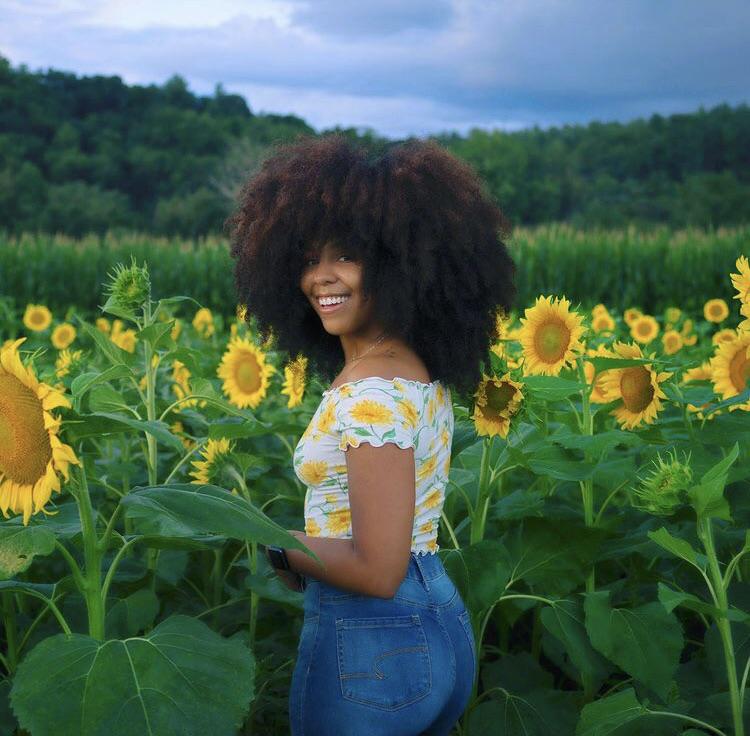 Sunflower | Scrolller