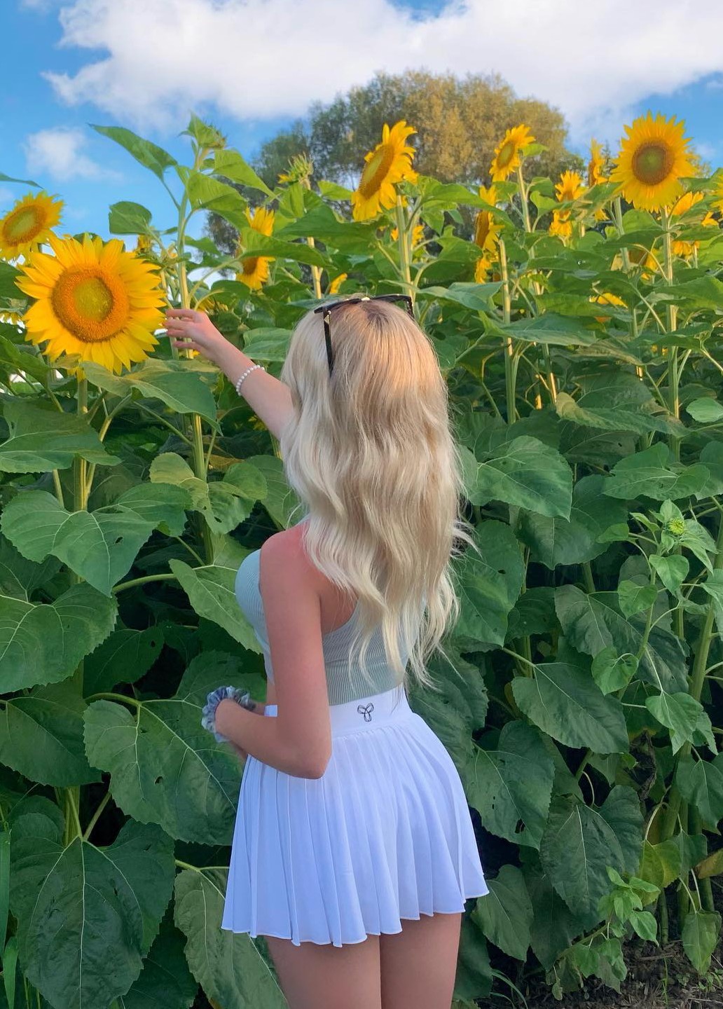 Sunflowers | Scrolller