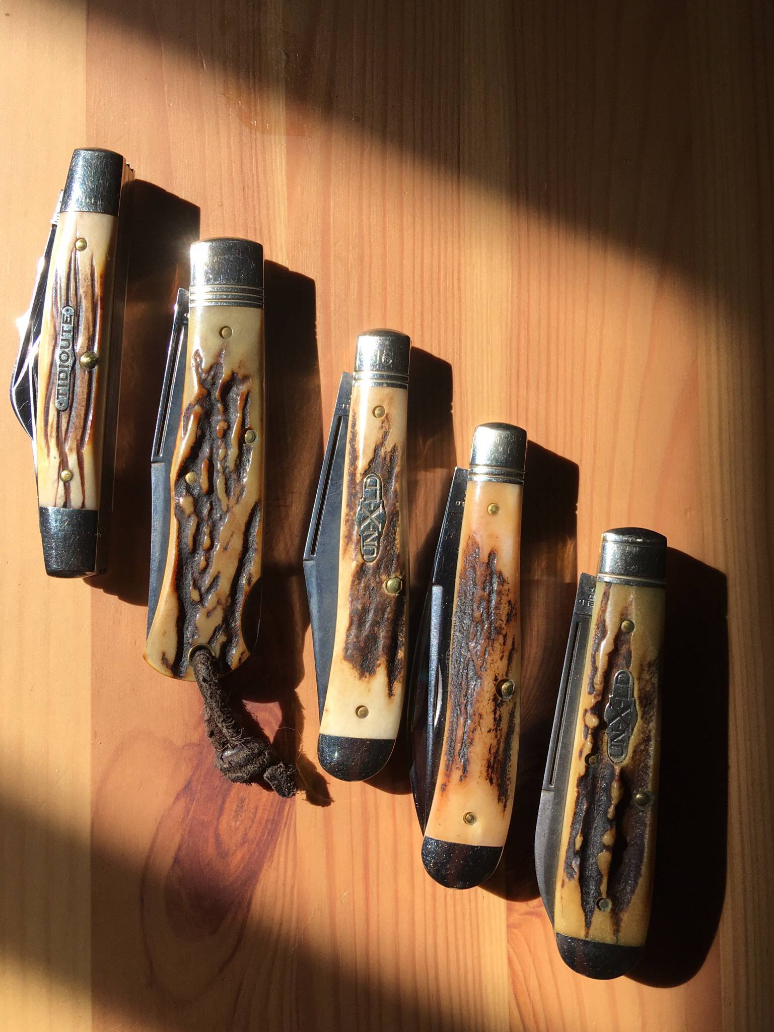 Sunlit stag | Scrolller