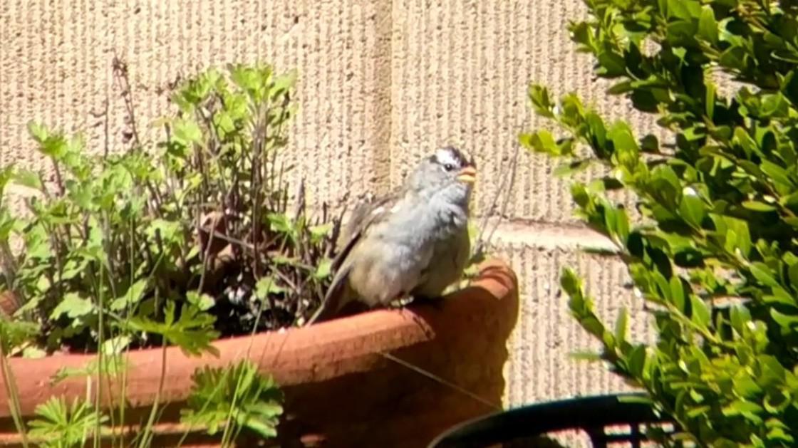 Sunning Borb | Scrolller