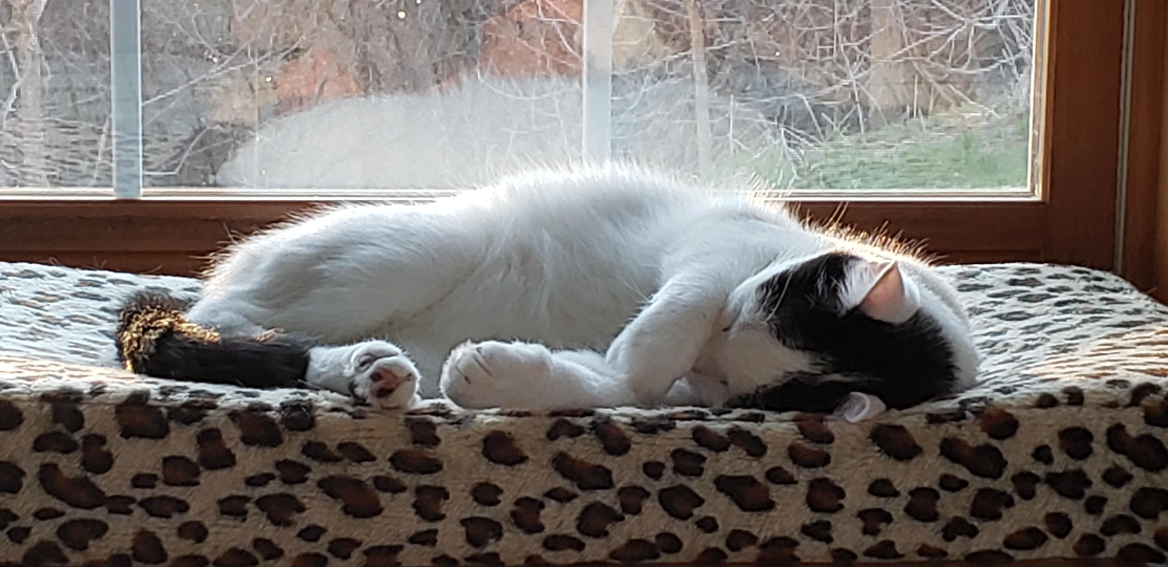 Sunrise and already napping | Scrolller