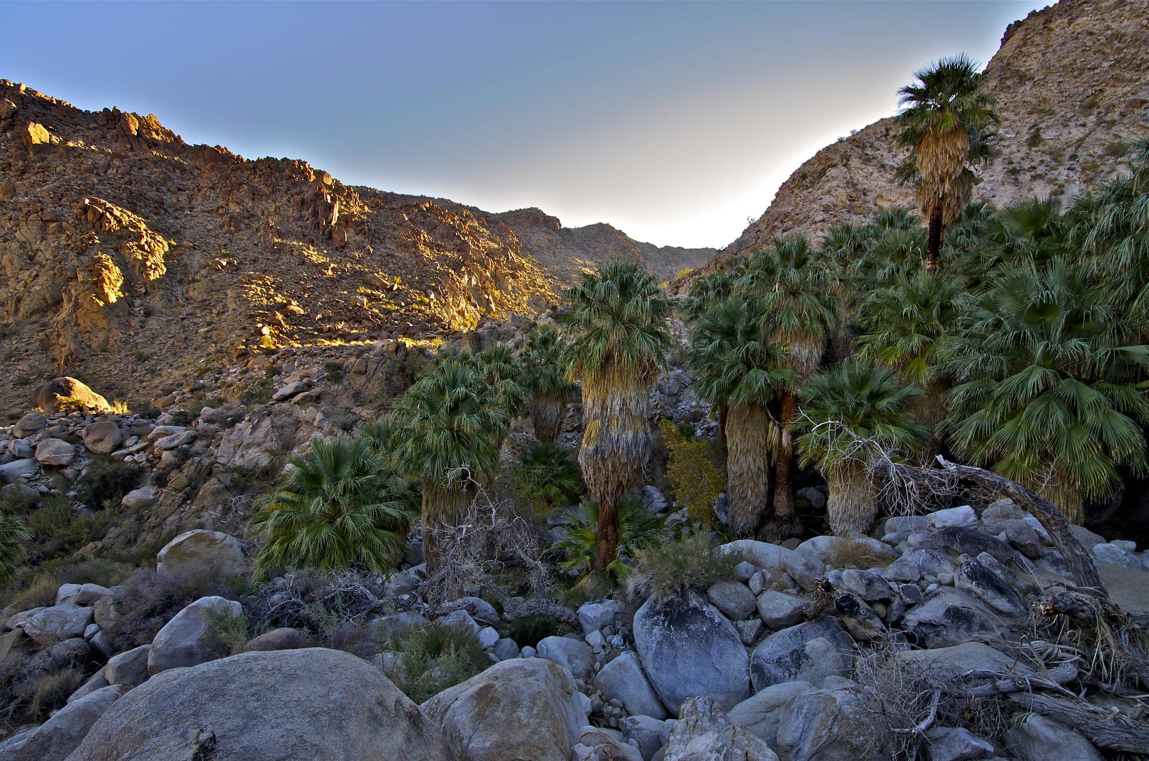 Sunrise at the 49 Palms Oasis. (OC) | Scrolller