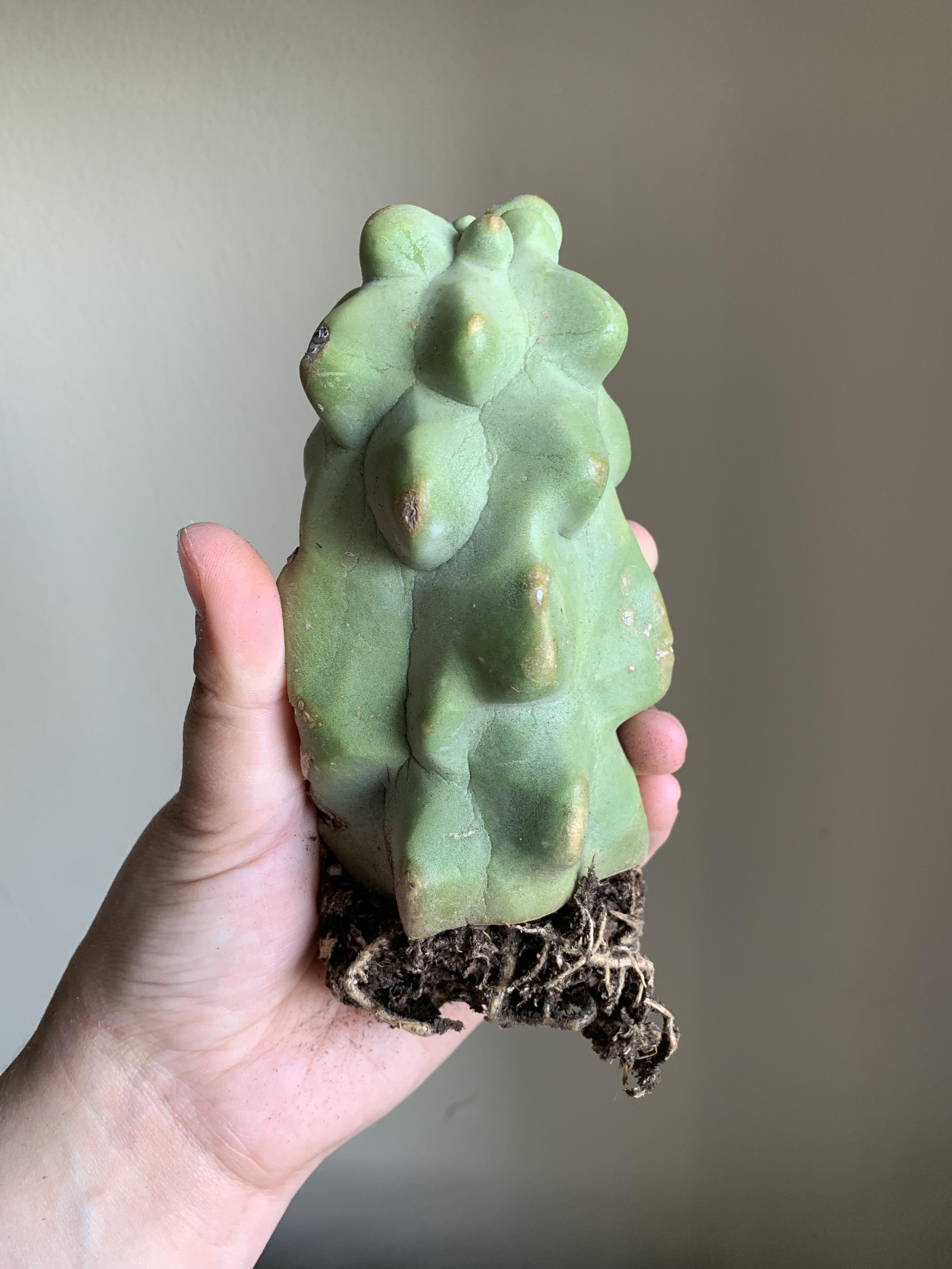 Super excited about this totem pole guy!!! | Scrolller