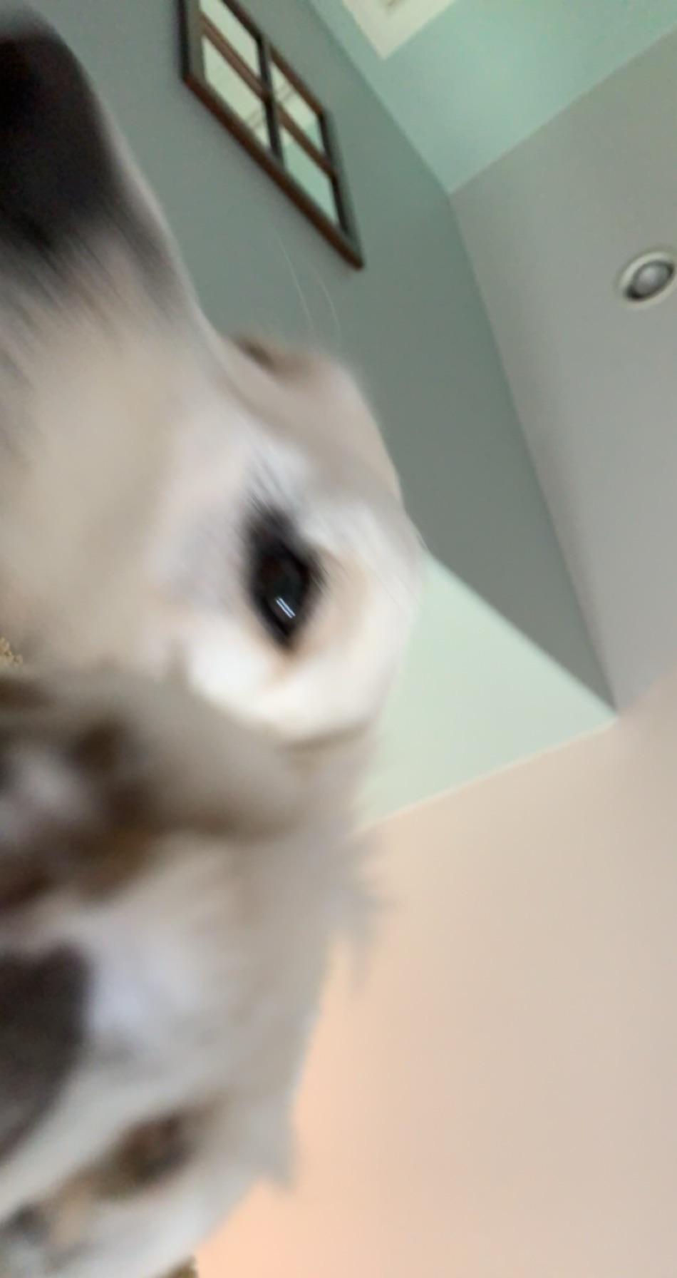 Super fast Dog | Scrolller