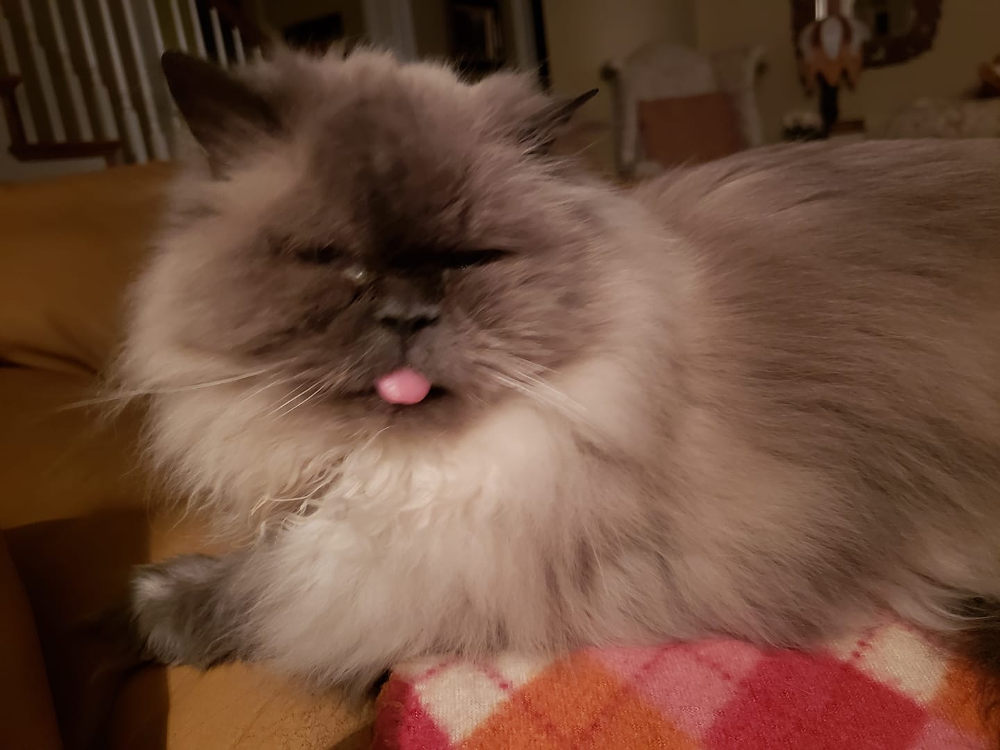 Super fluffy kitty | Scrolller