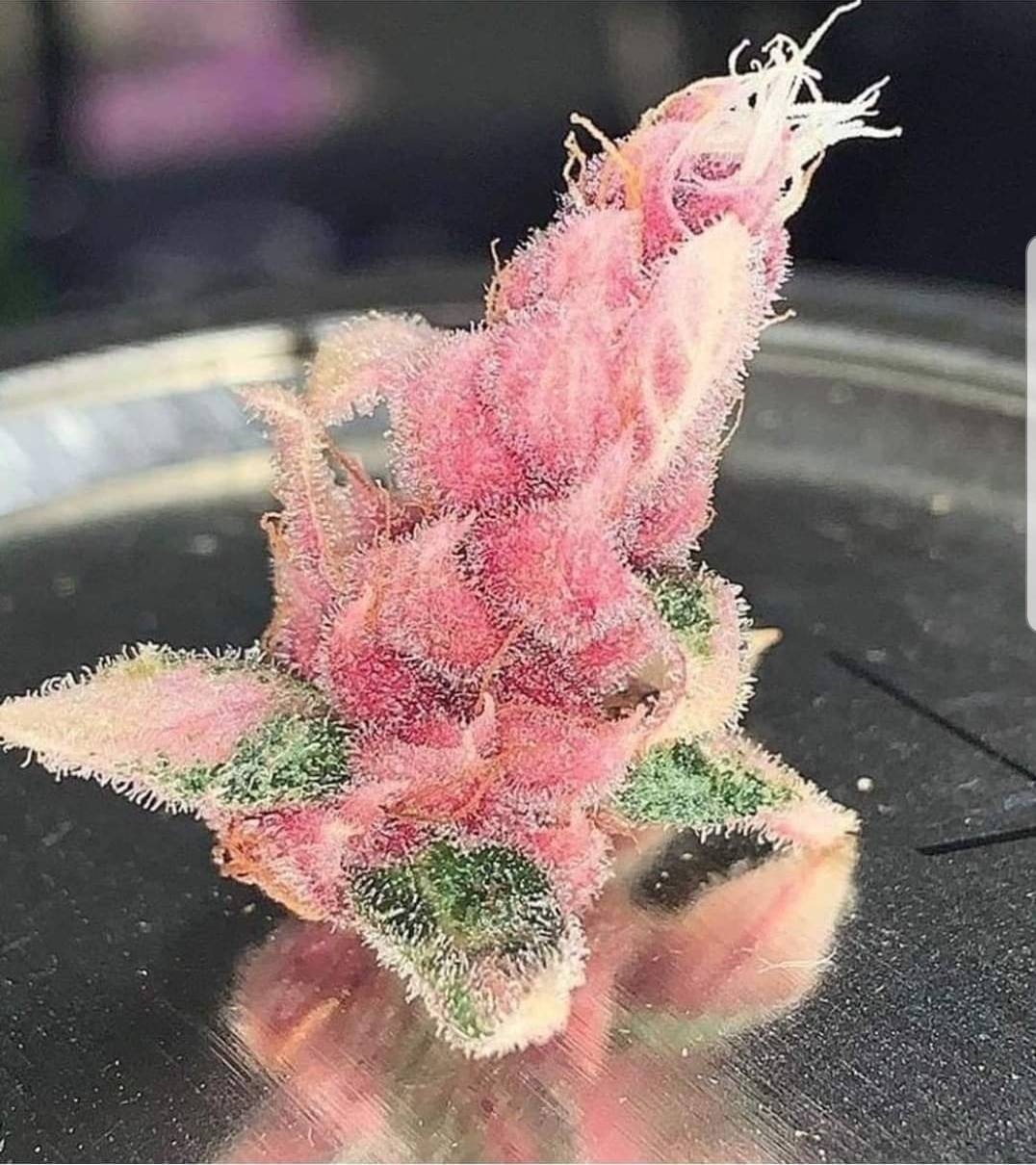 Super Pink Lemon Haze... amazing look. | Scrolller