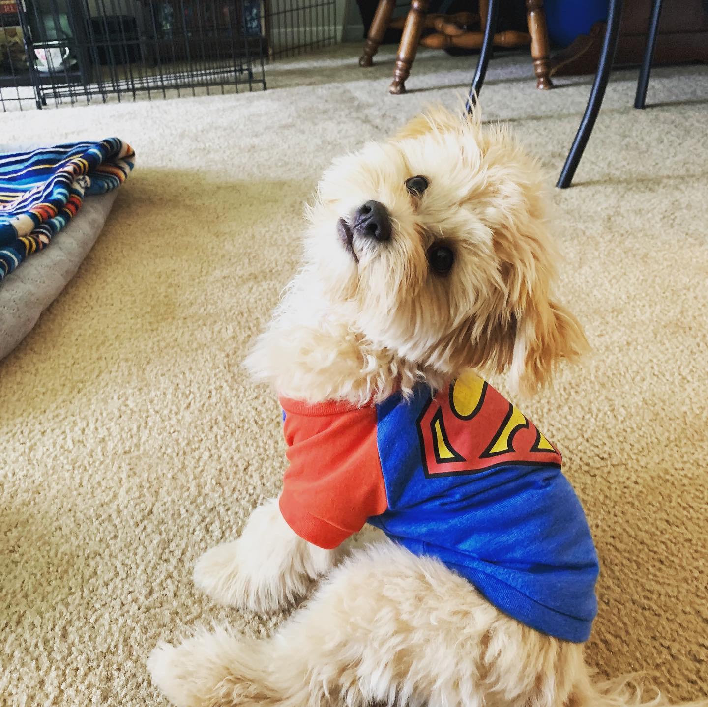 Super pup | Scrolller