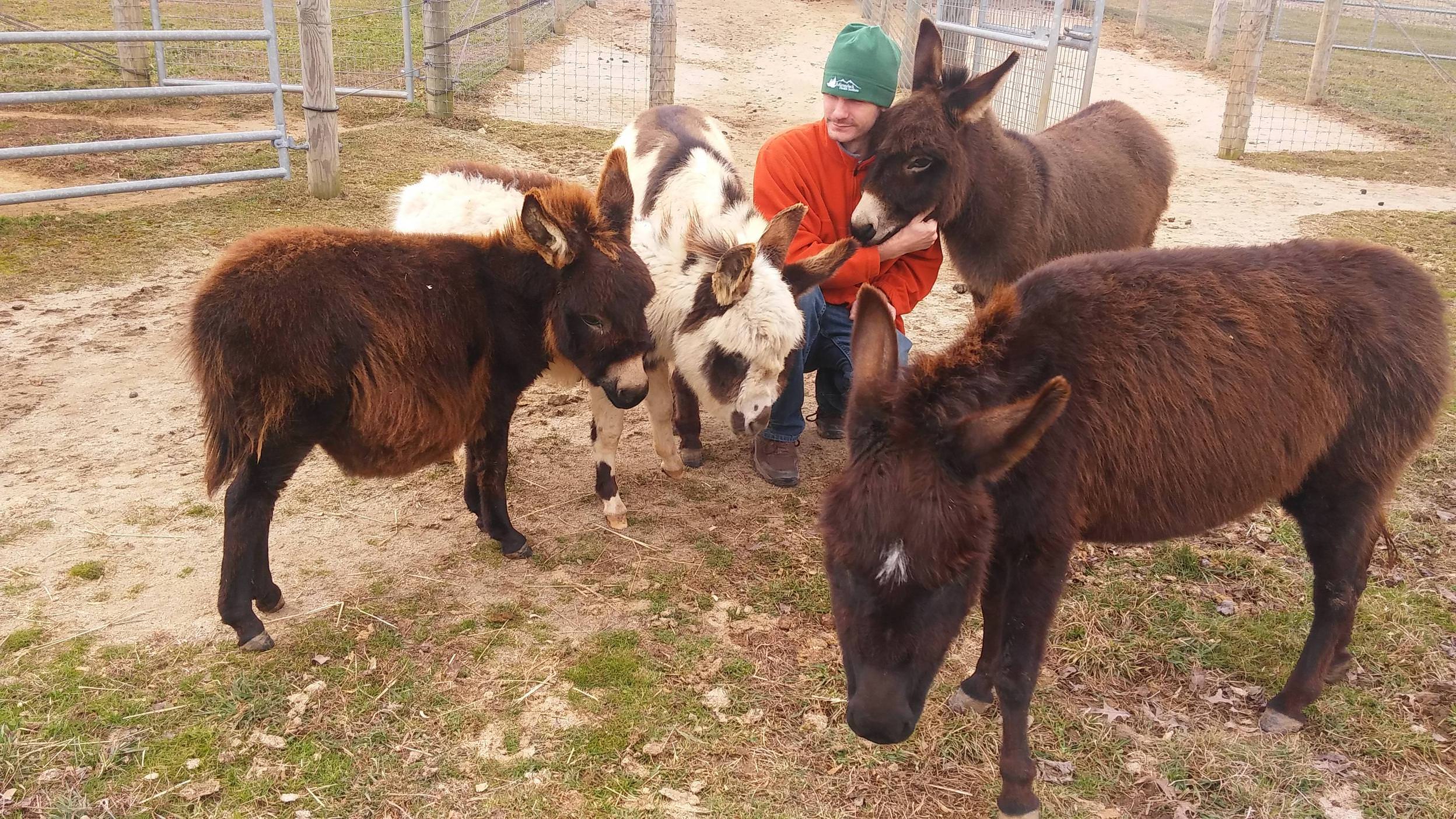 Surrounded by donkey love | Scrolller
