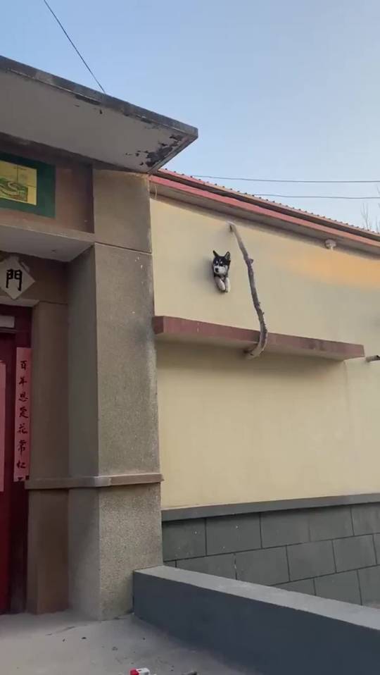 Surveillance system | Scrolller