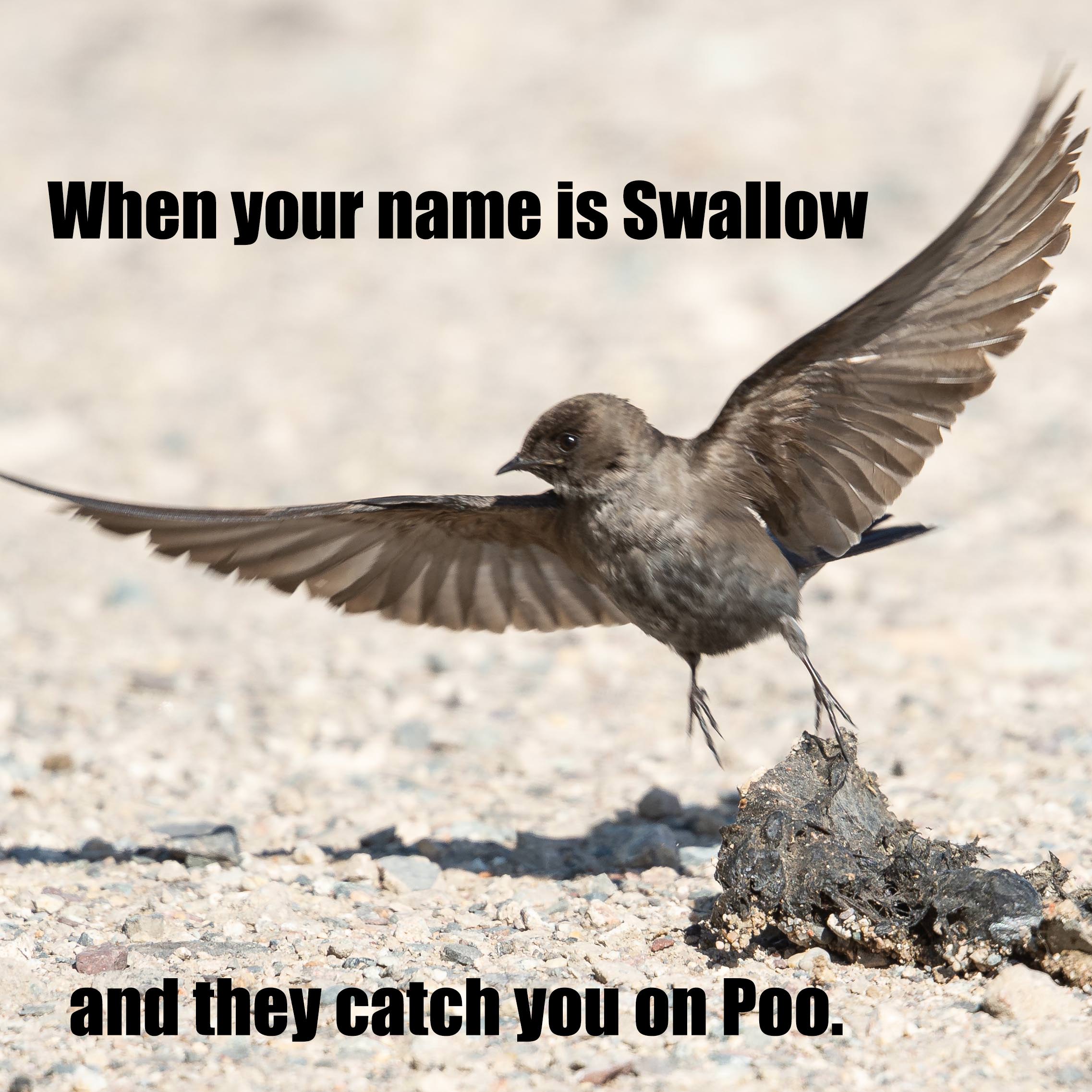 Swallow on Poo | Scrolller