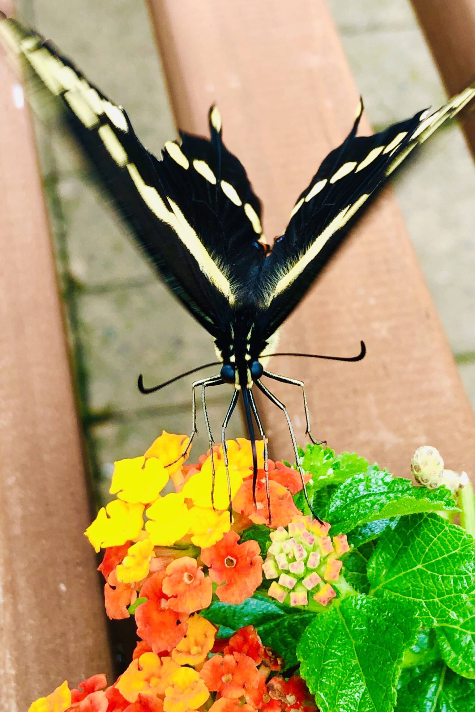 Swallowtail Butterfly | Scrolller