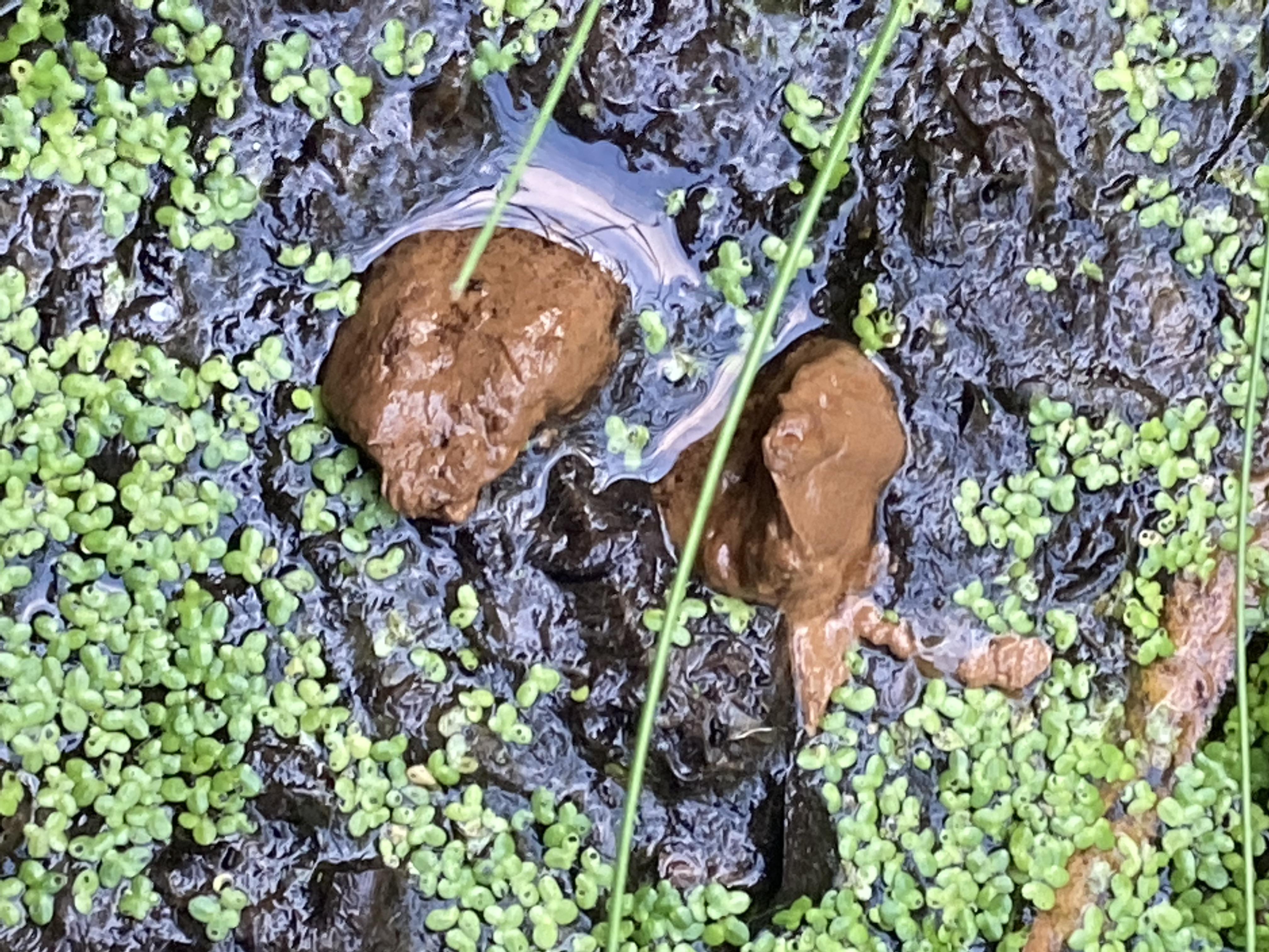 Swampy poo | Scrolller