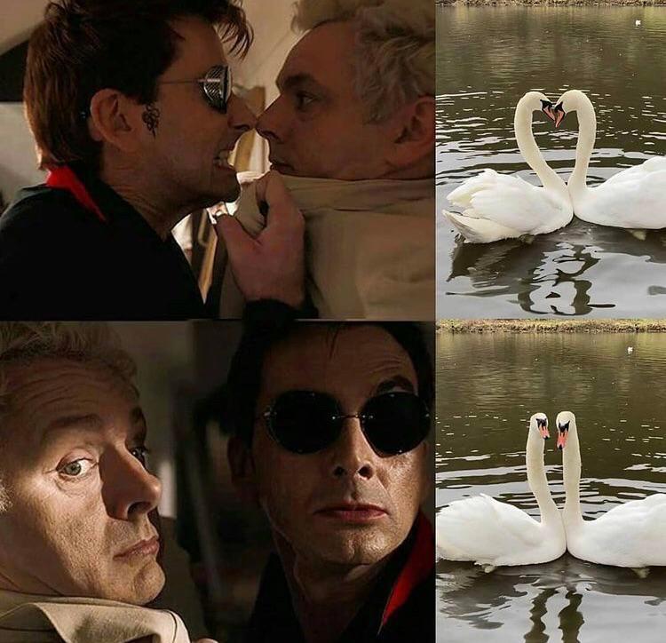 Swans in love🤭🥰 | Scrolller