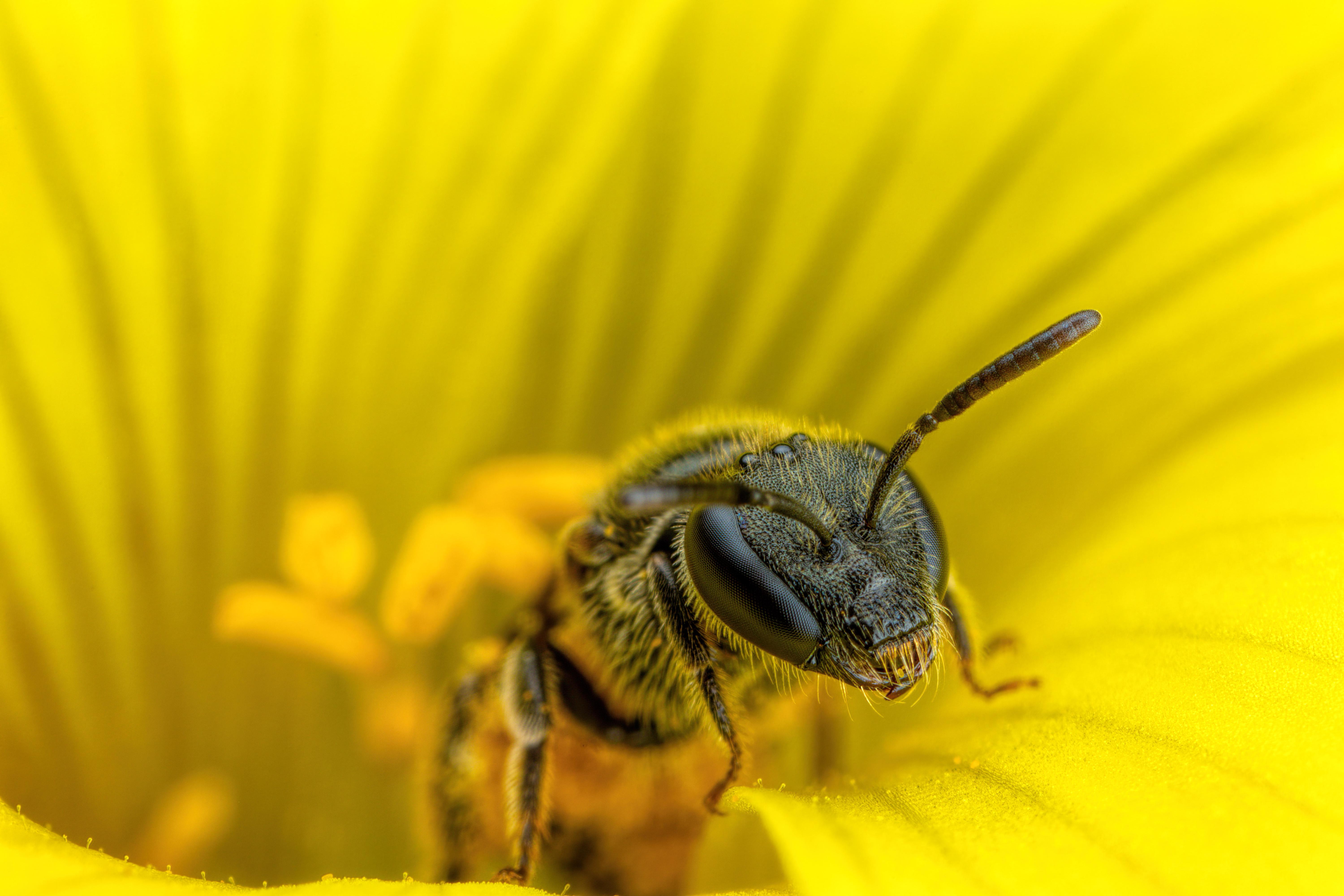 Sweat Bee in a Sourgrass Flower | Scrolller