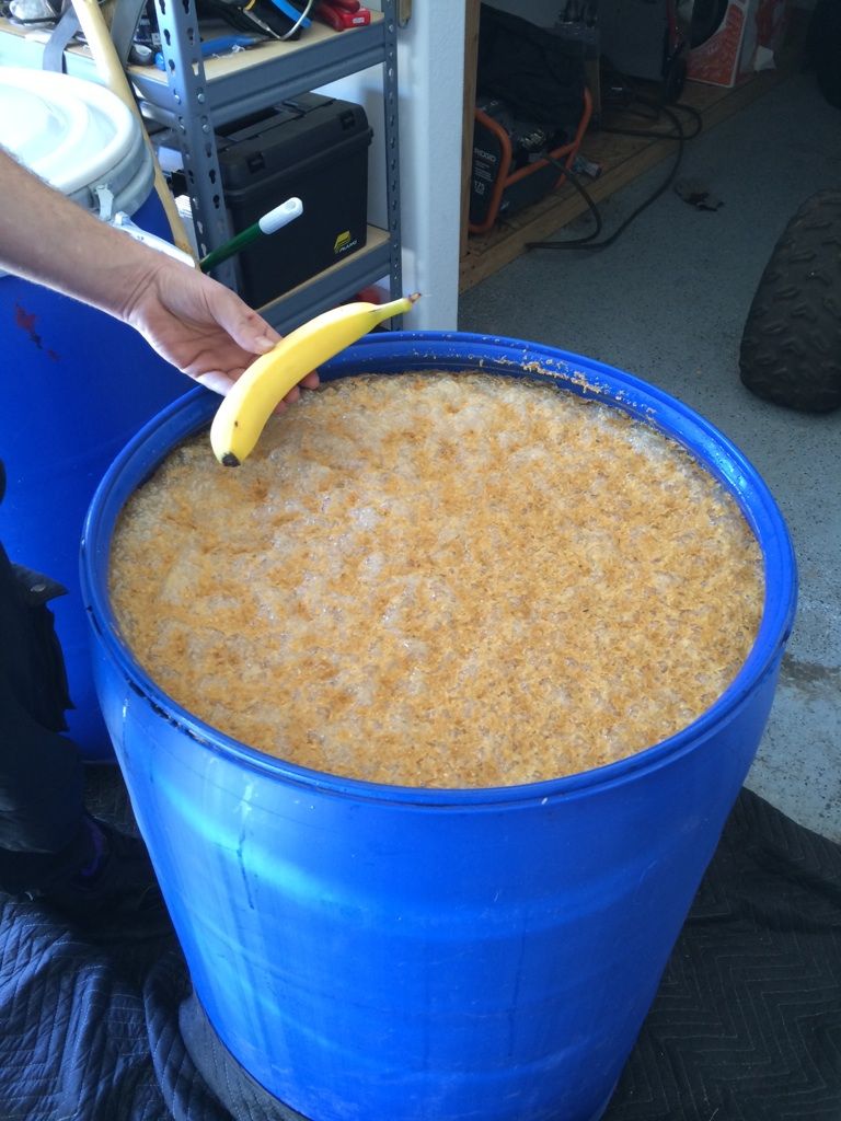 Sweet feed sour mash , banana for scale | Scrolller