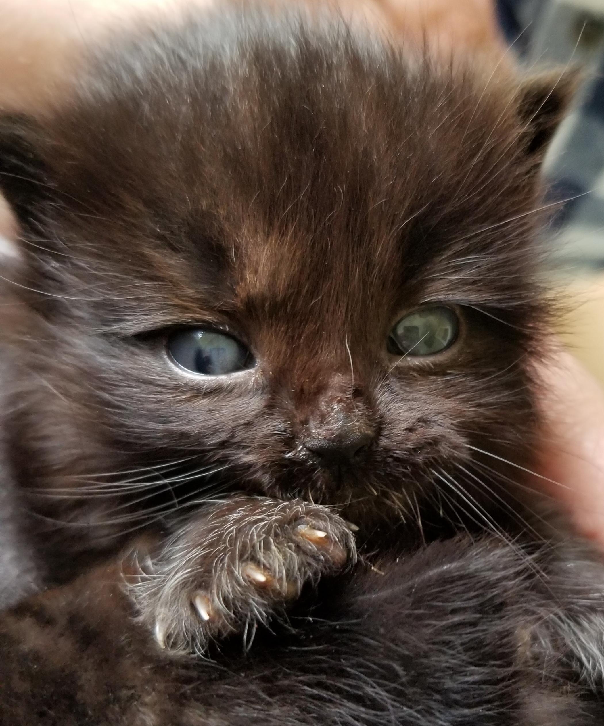 Sweet miracle kitteh will steal your | Scrolller