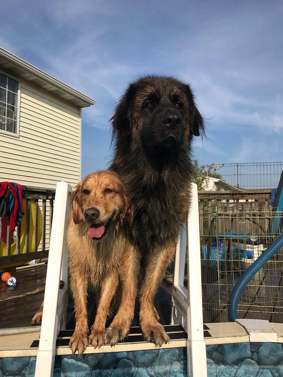 Swimming Buddies | Scrolller