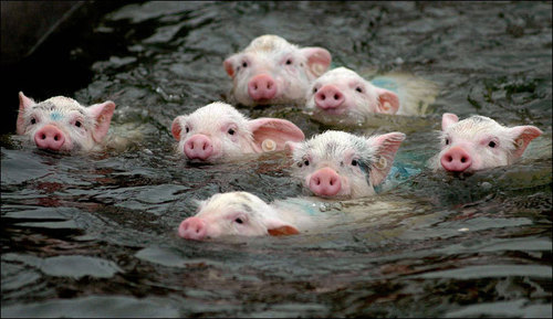 swimming piggies :] | Scrolller