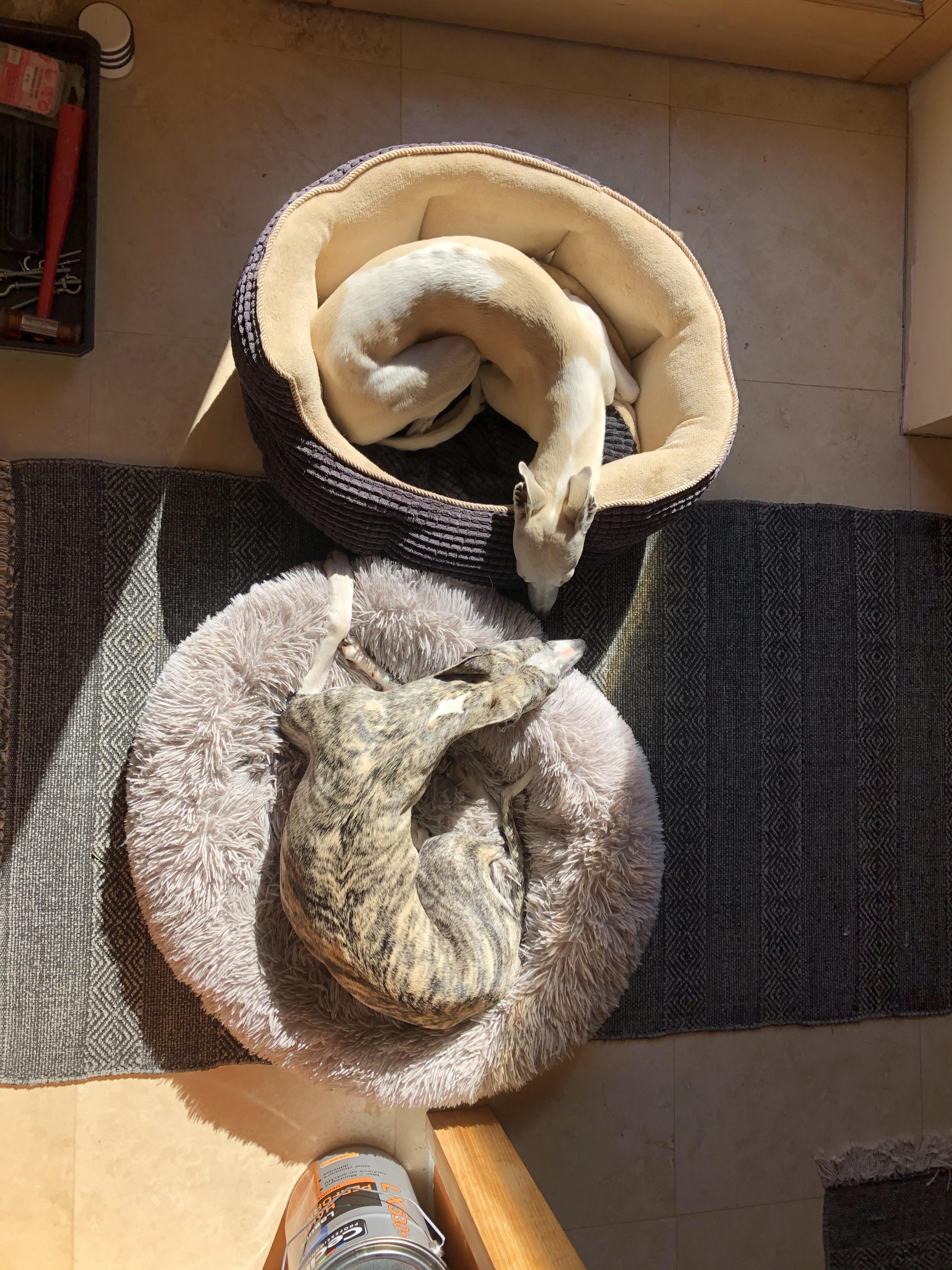 Swirl of whippets | Scrolller