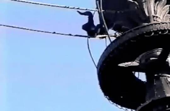 Synchronized apes | Scrolller