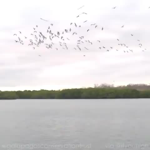 🔥 Synchronized diving | Scrolller