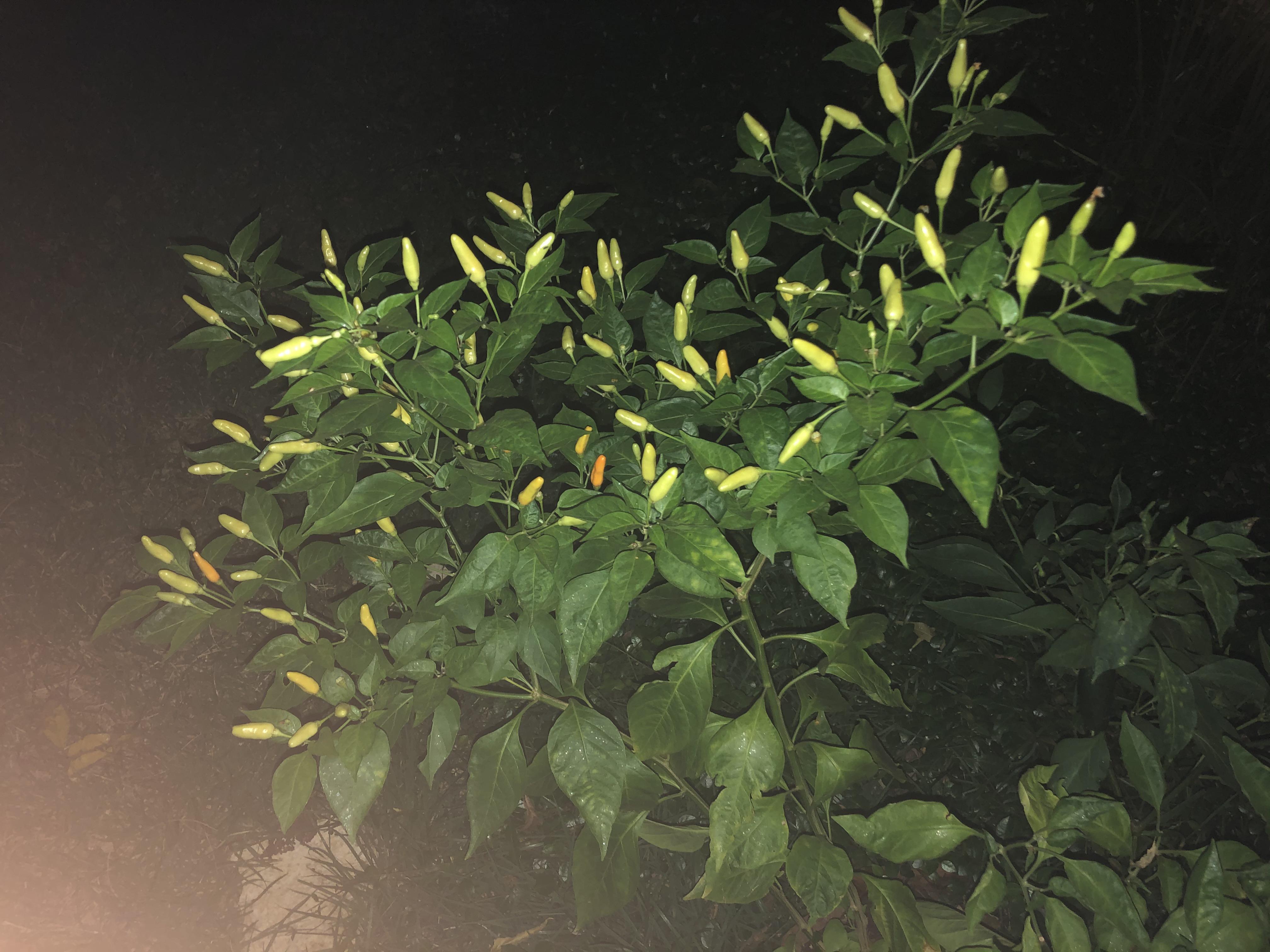 Tabasco plant starting to get orange | Scrolller