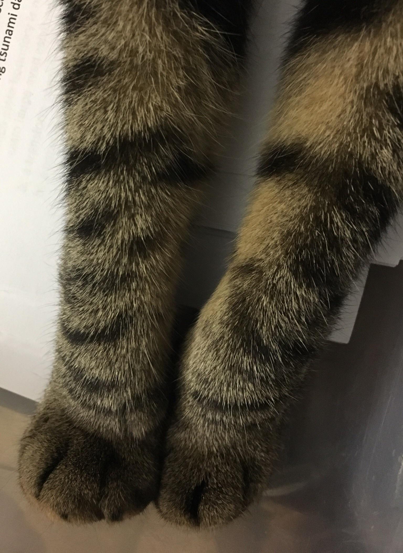 Tabby feetsies. | Scrolller