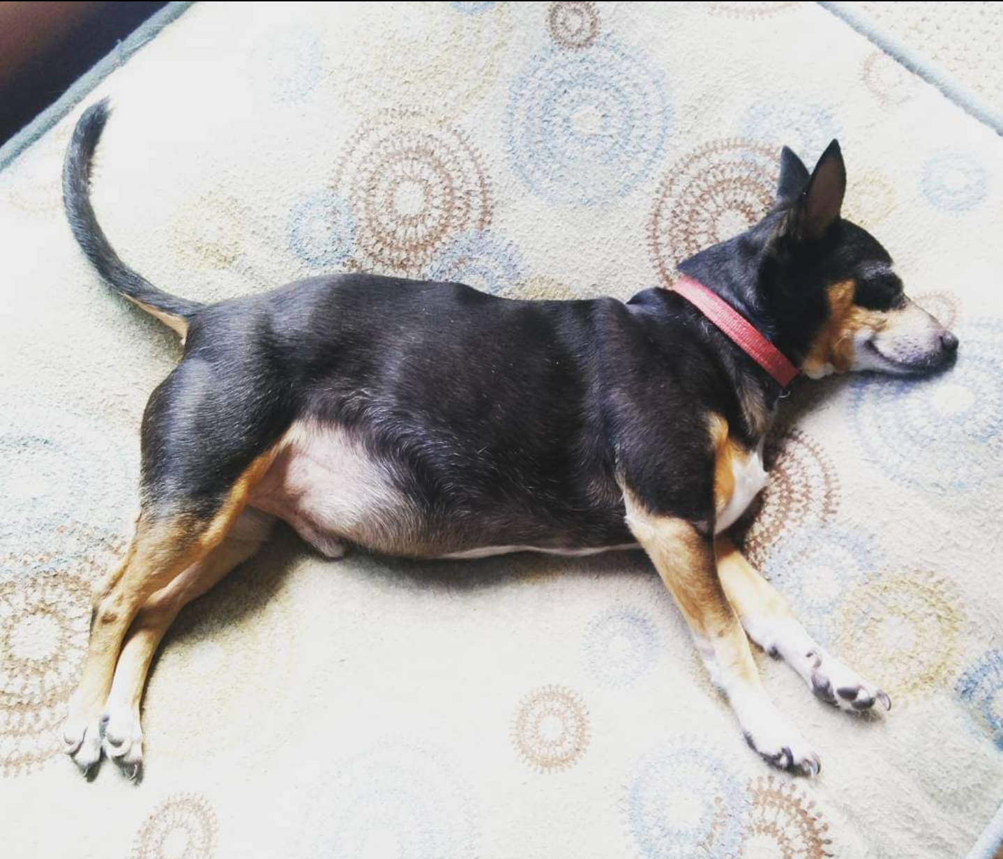 Taco Loaf Dreams of Tacos | Scrolller