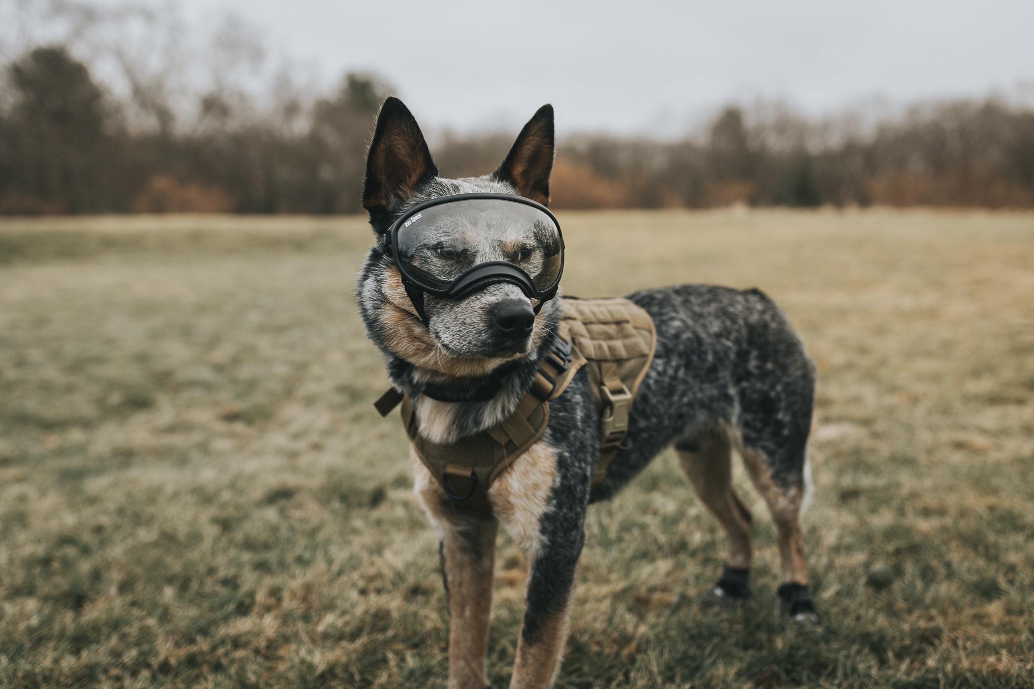 Tacticool pup | Scrolller