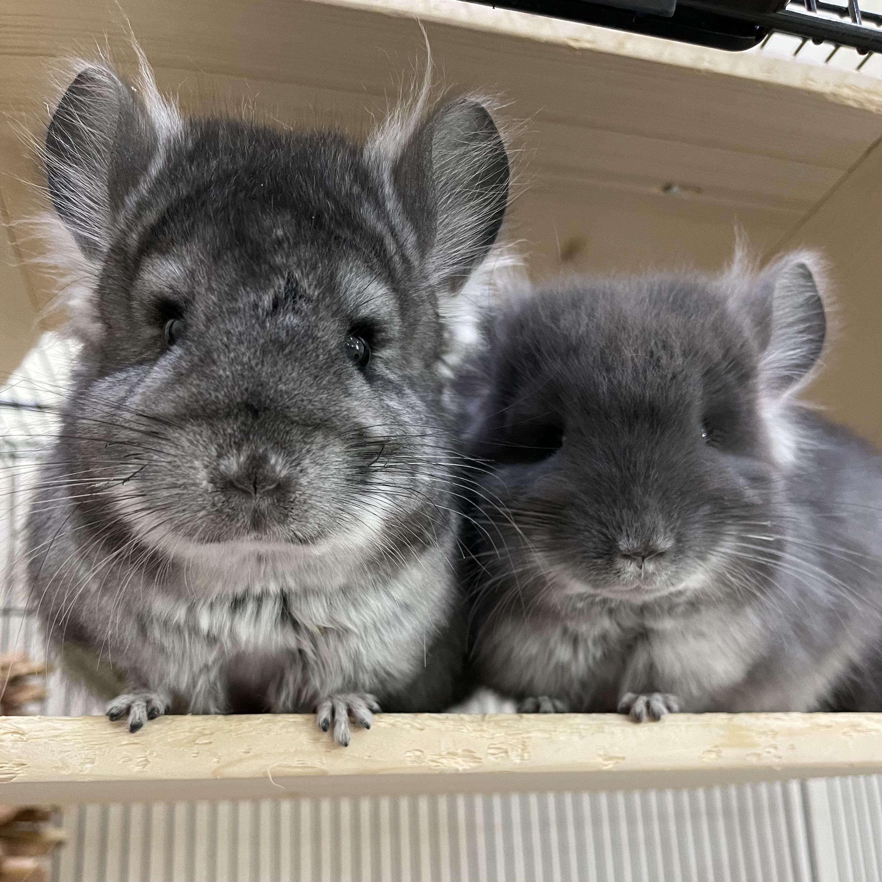 Tale of Two Brothers. | Scrolller