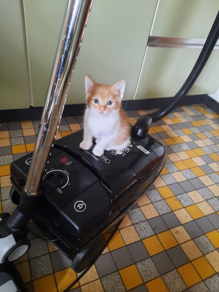 Taming the monster | Scrolller