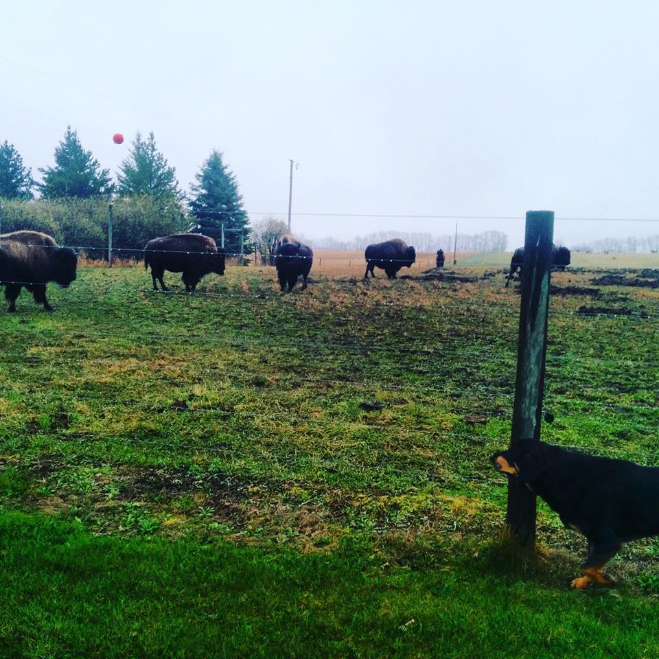 Tango the Bison herder. | Scrolller