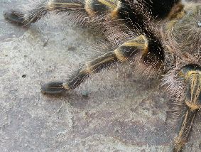 tarantula leg | Scrolller