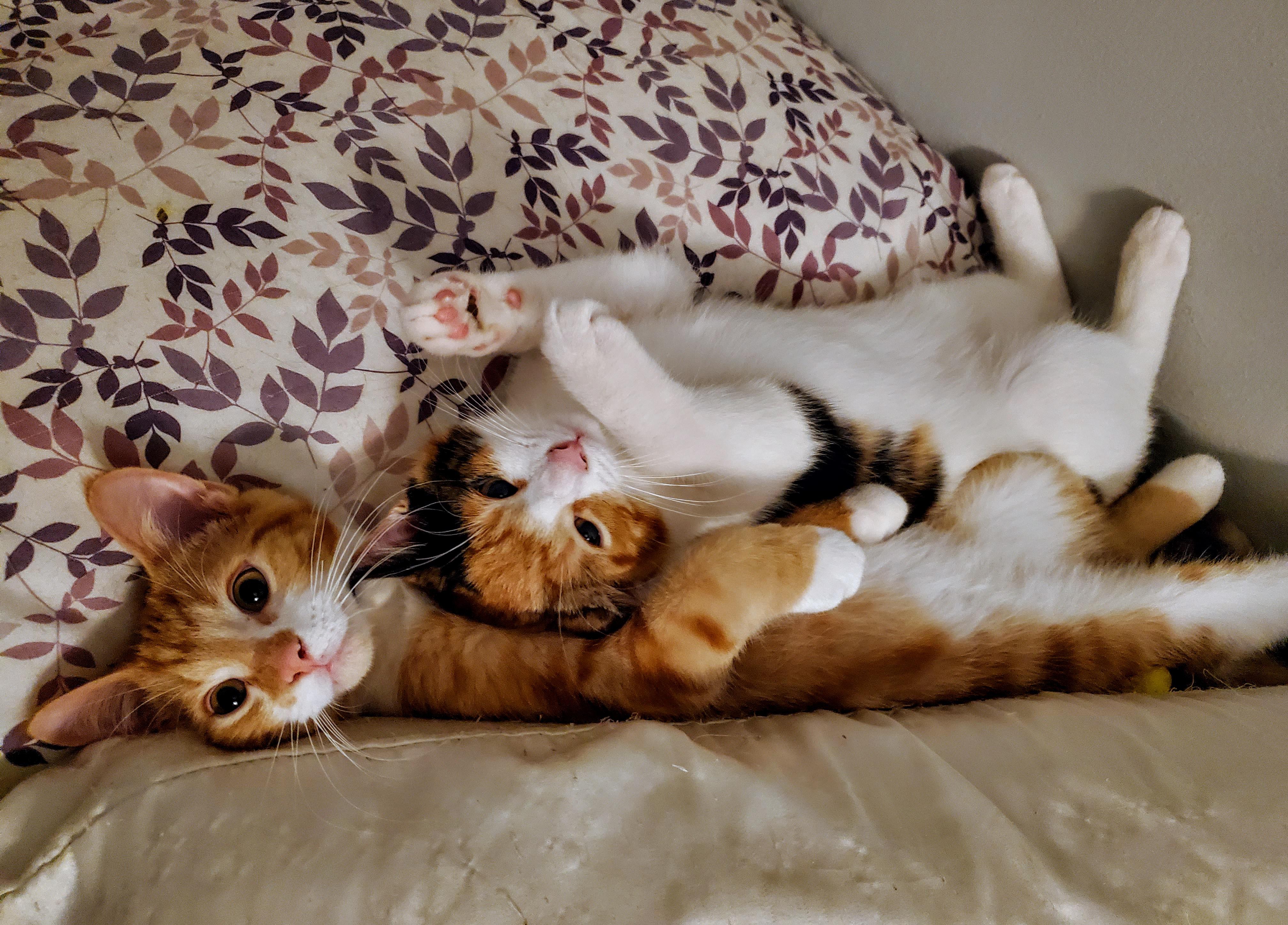 Tater and Beans. He wanted to sleep but she was being a pest. Still way ...