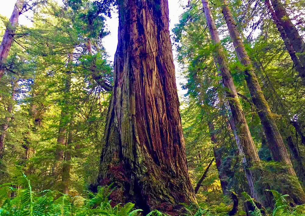 Terex Titan | Scrolller