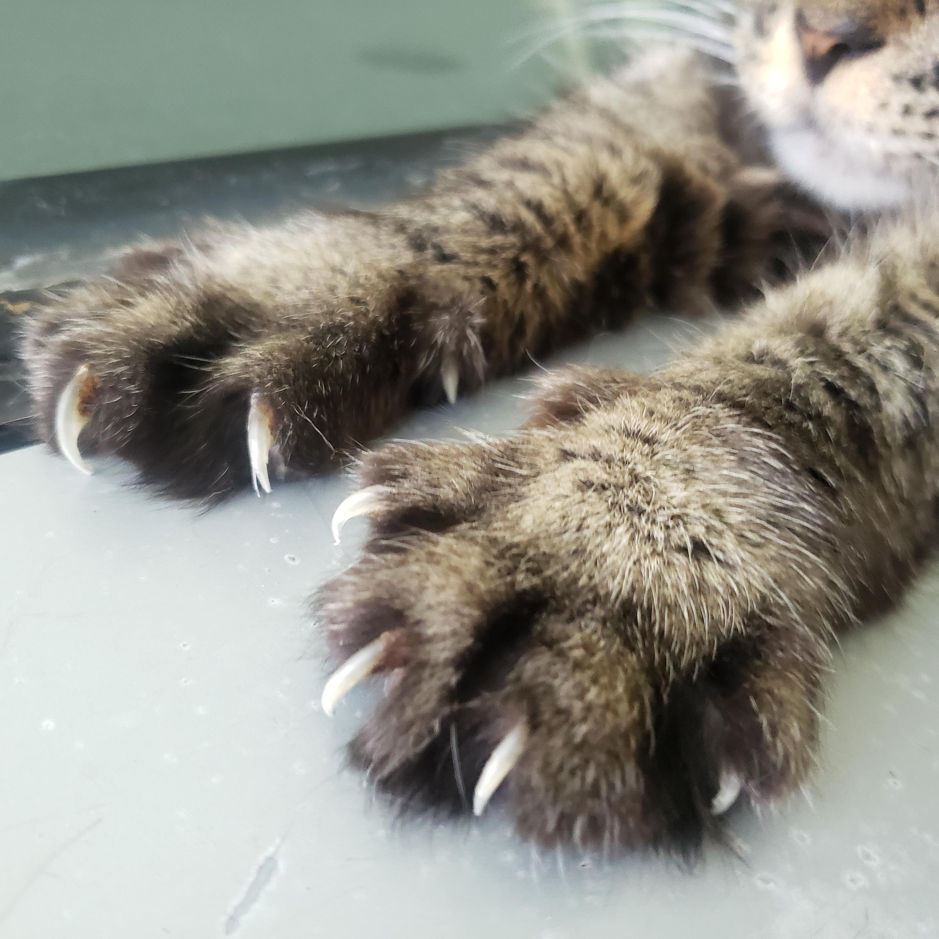 tha claws | Scrolller