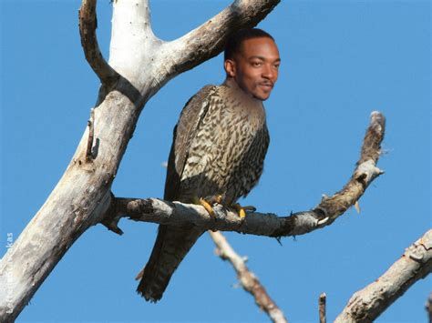 Thanks, I hate The Falcon | Scrolller