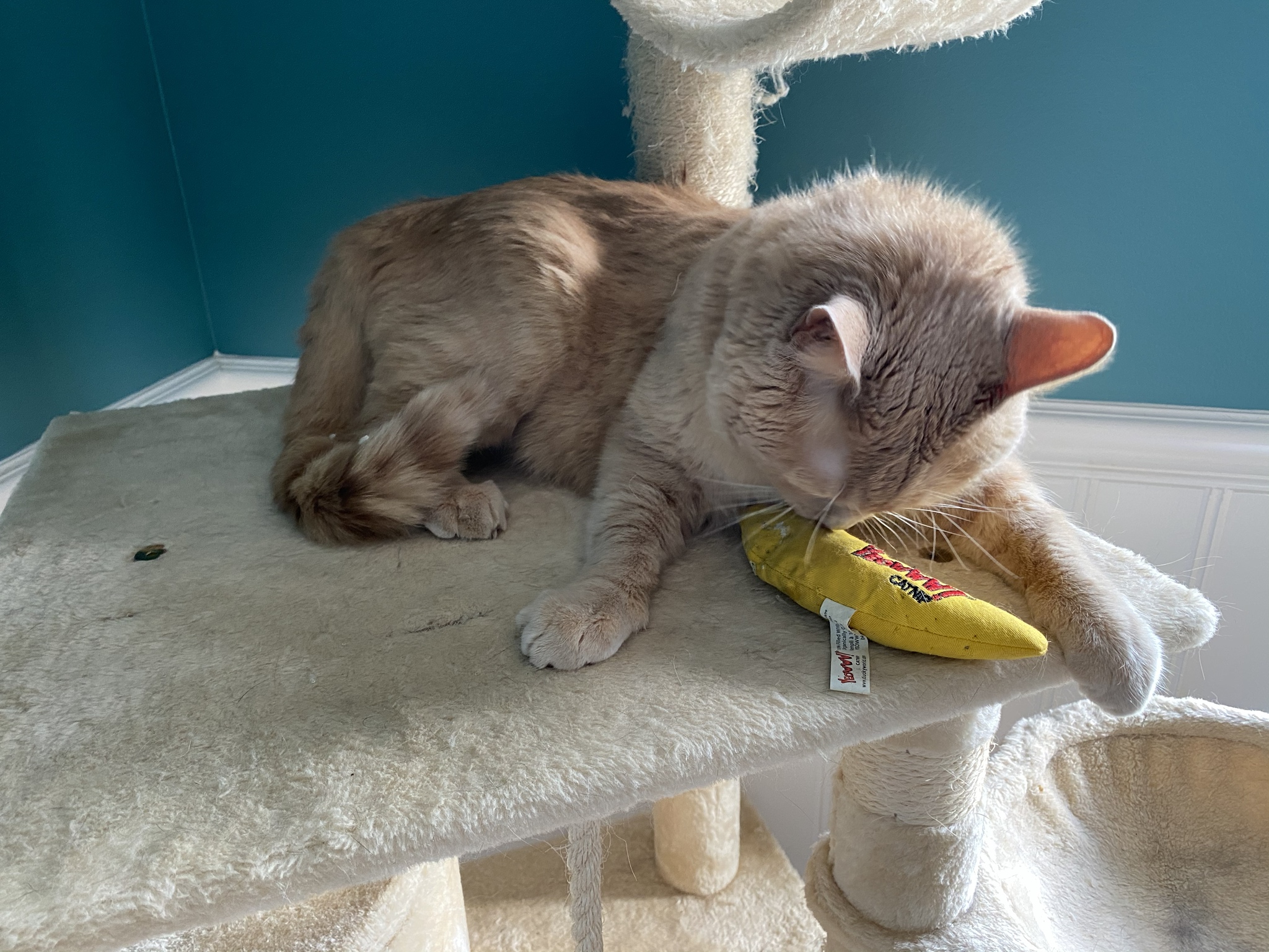 [Thanks] teenaamariee for the catnip banana! | Scrolller