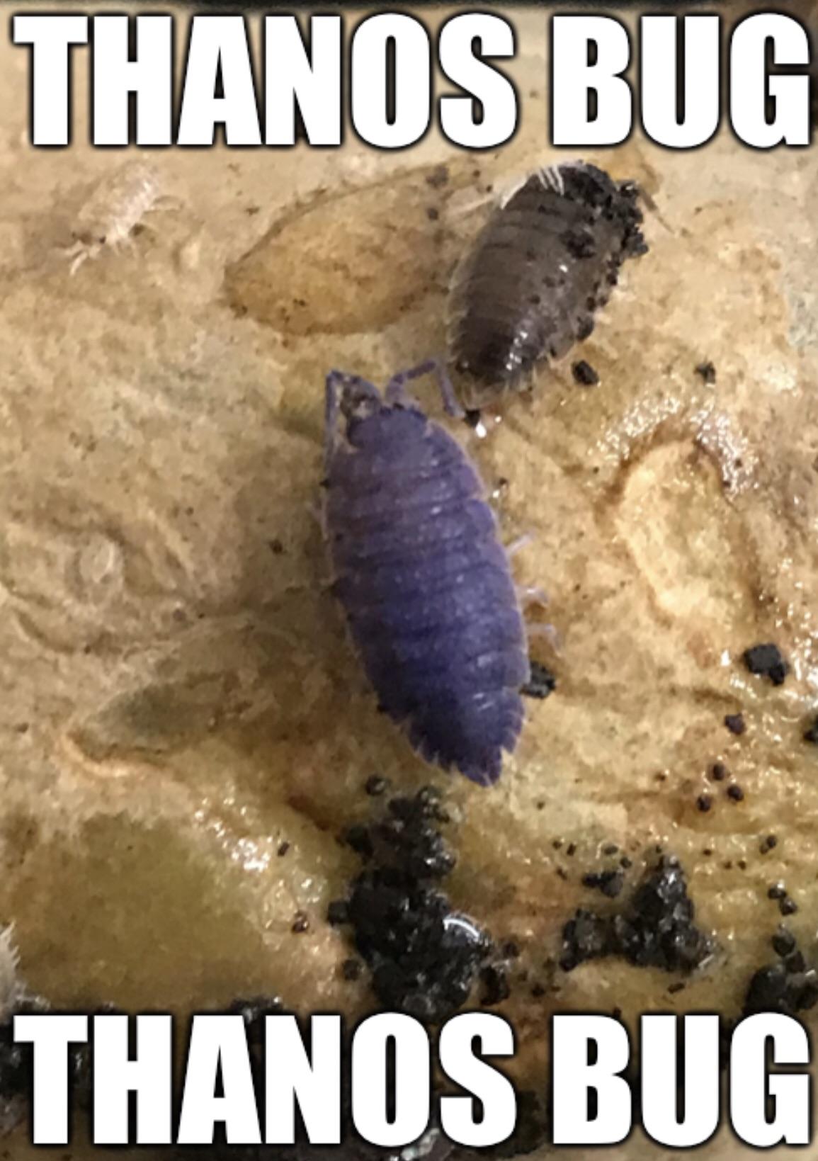 THANOS BUG THANOS BUG | Scrolller