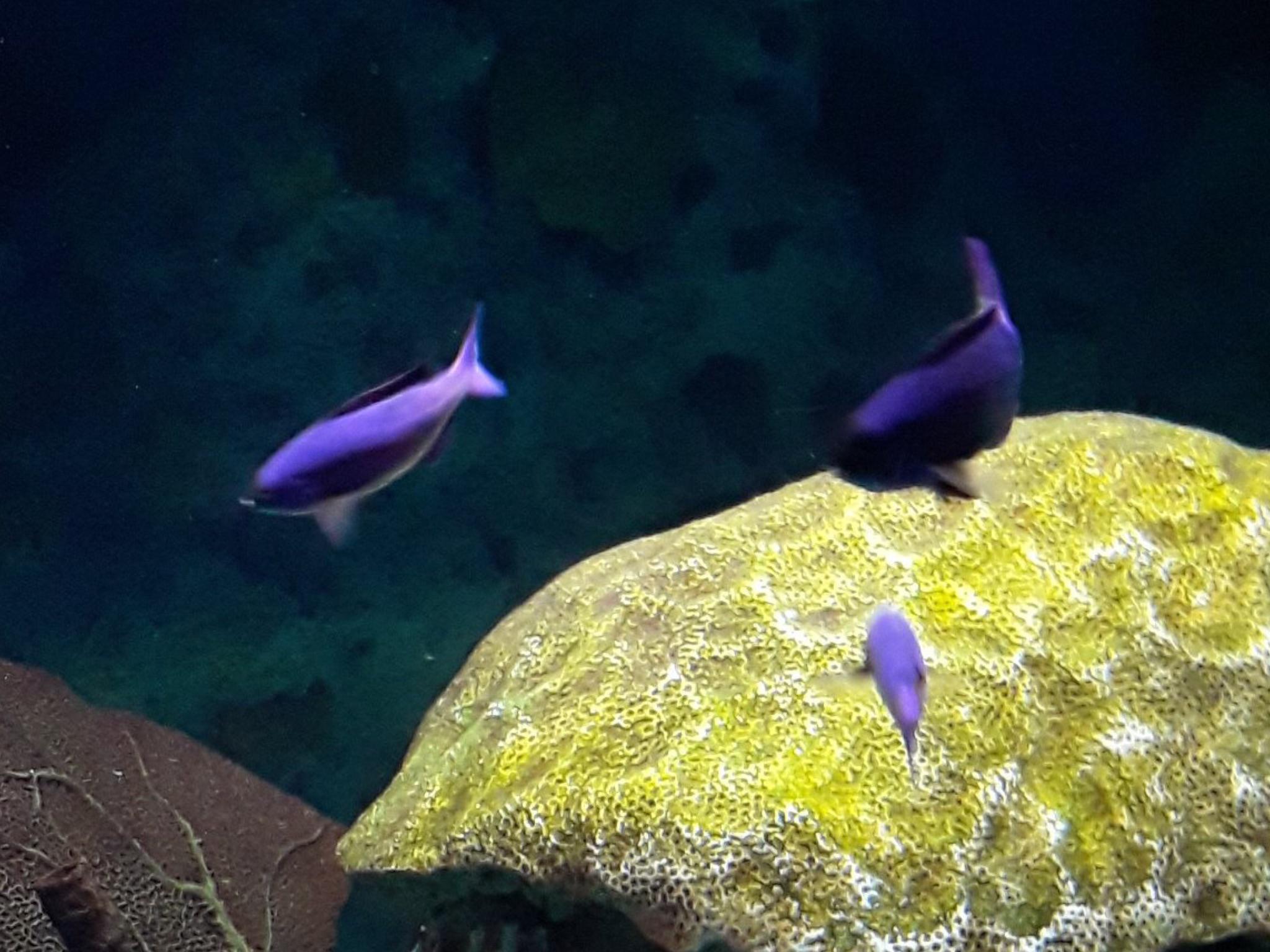 thanos fish | Scrolller