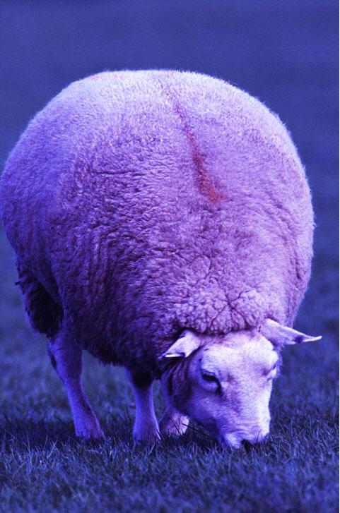 THANOS LLAMA V2 | Scrolller