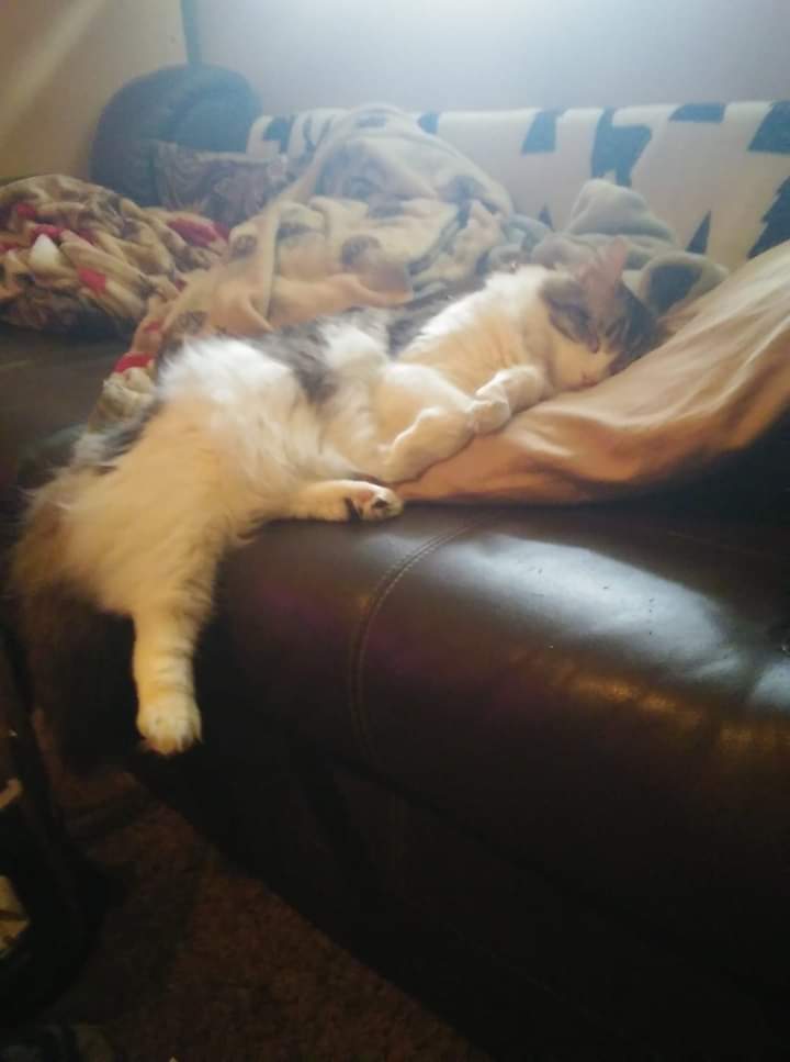 That belly is such fluff | Scrolller