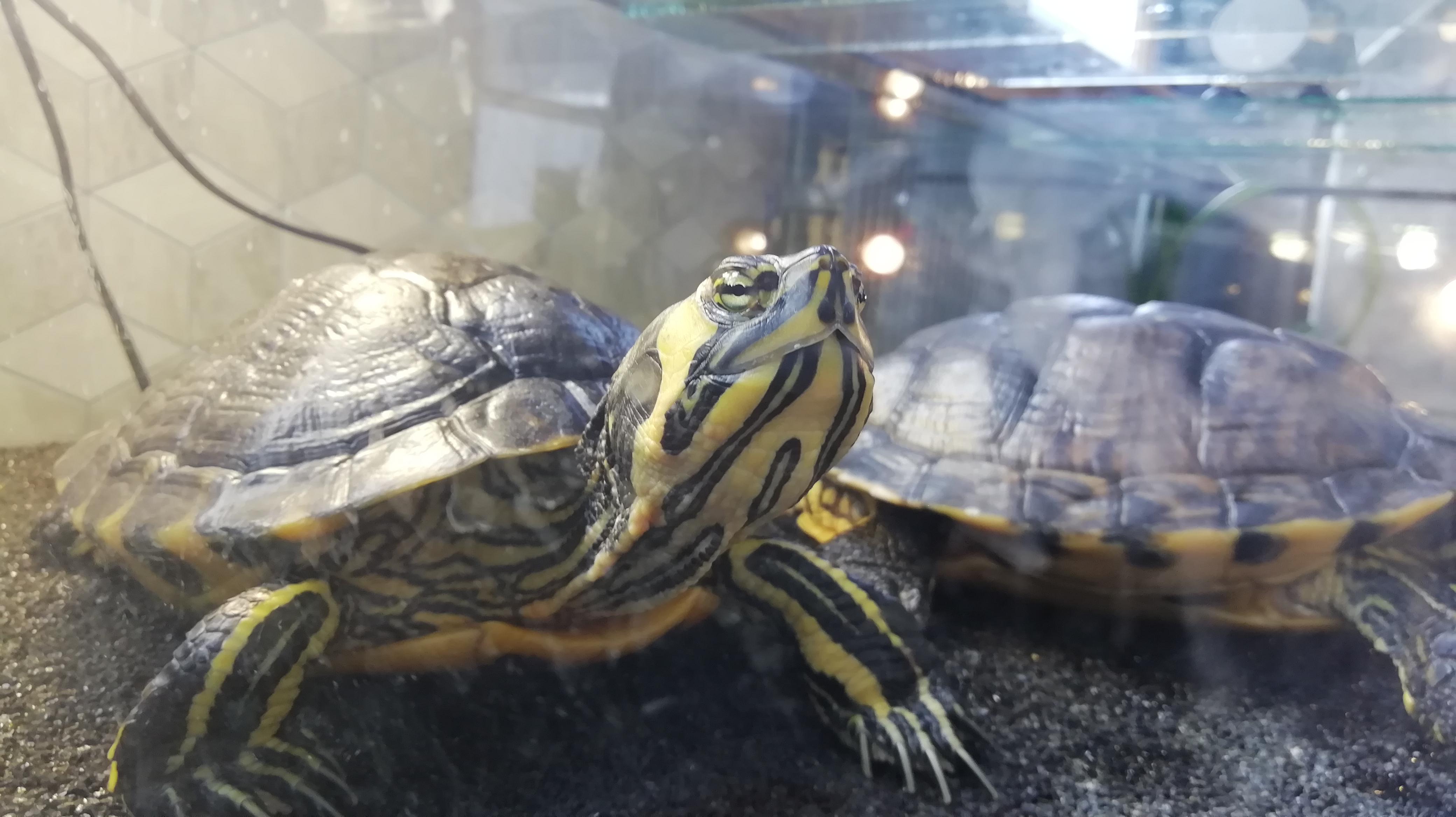 That smile of my turtle | Scrolller