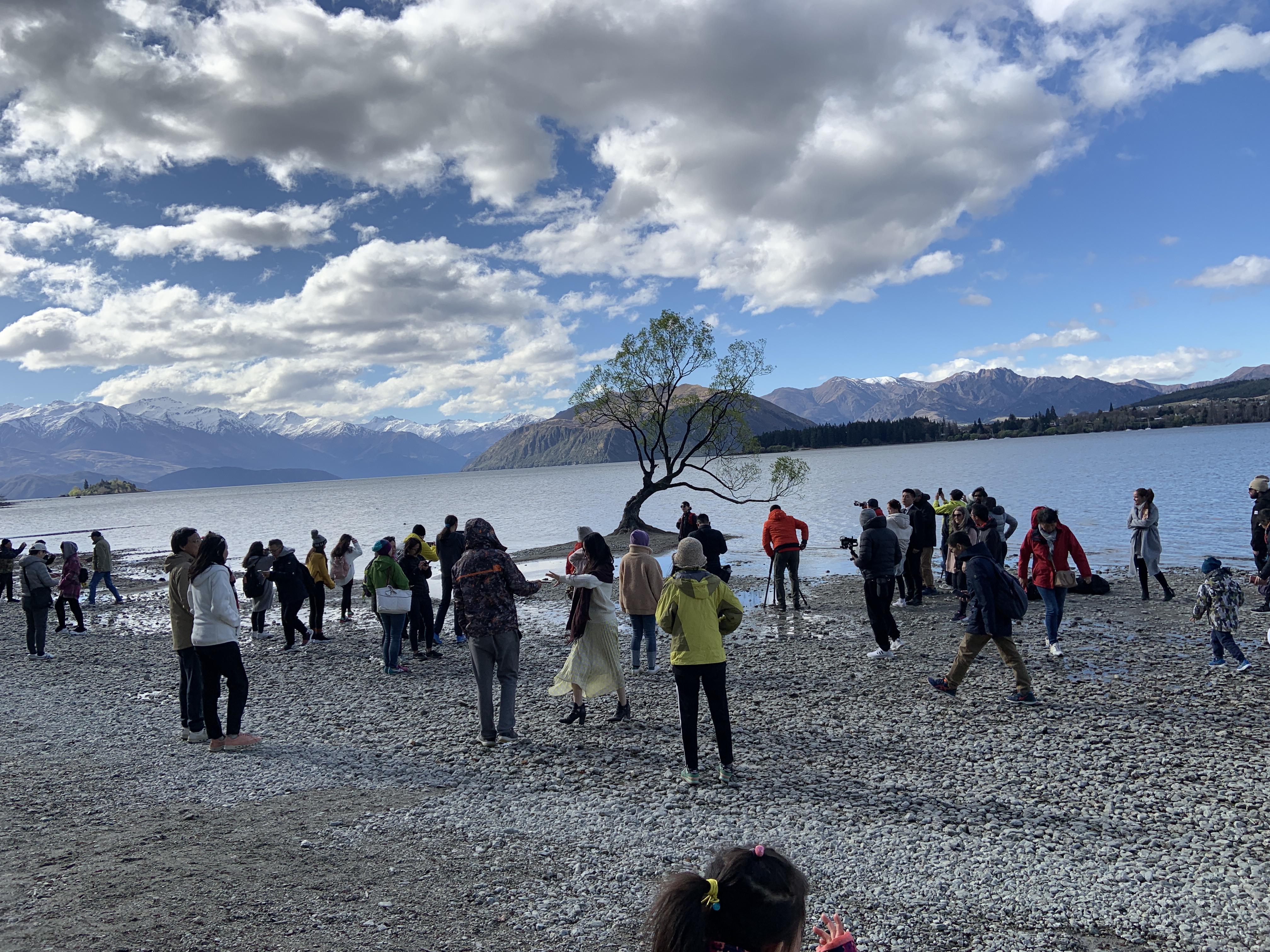 That Wanaka tree | Scrolller