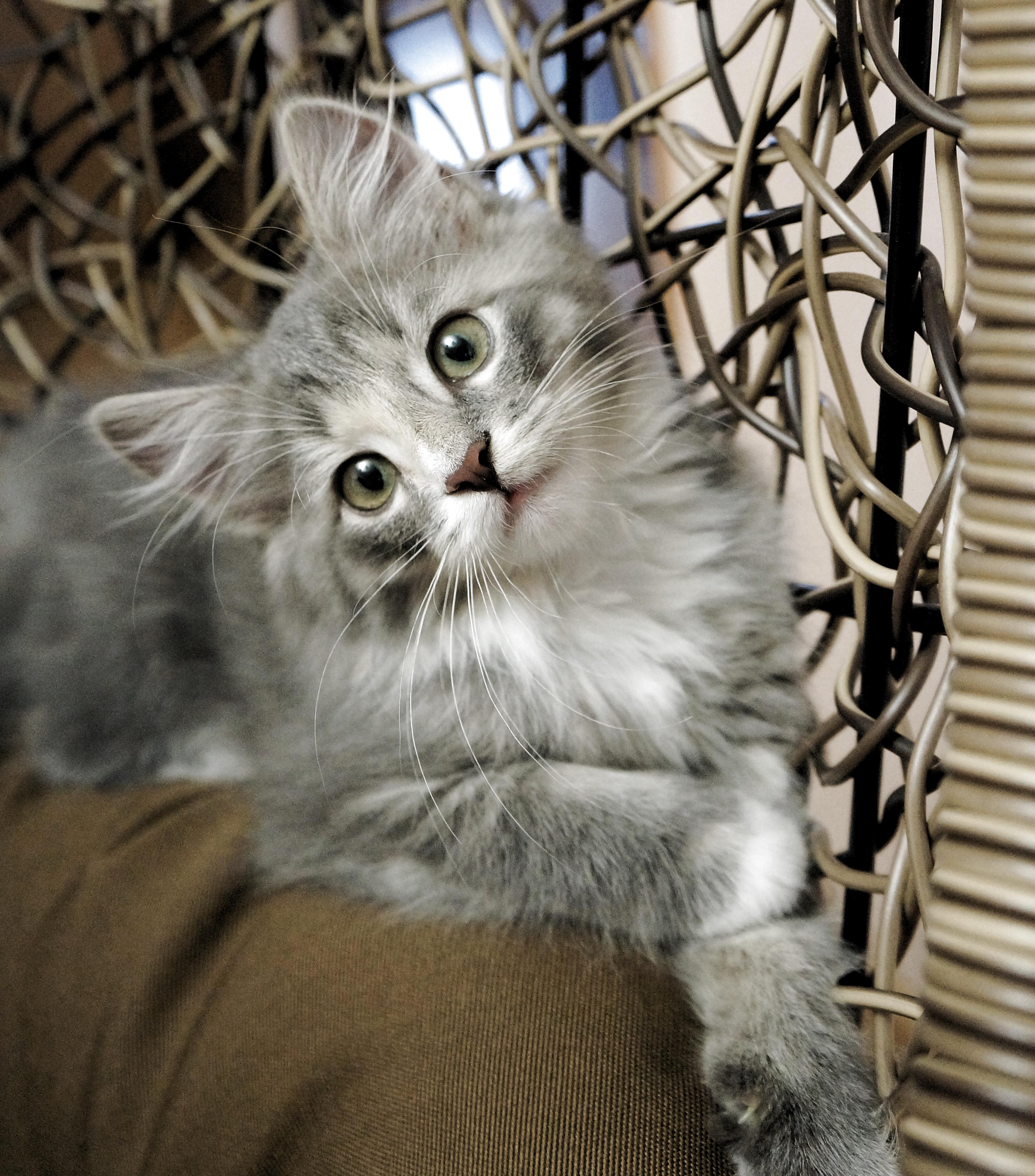 Thats a FLUFFY boi | Scrolller